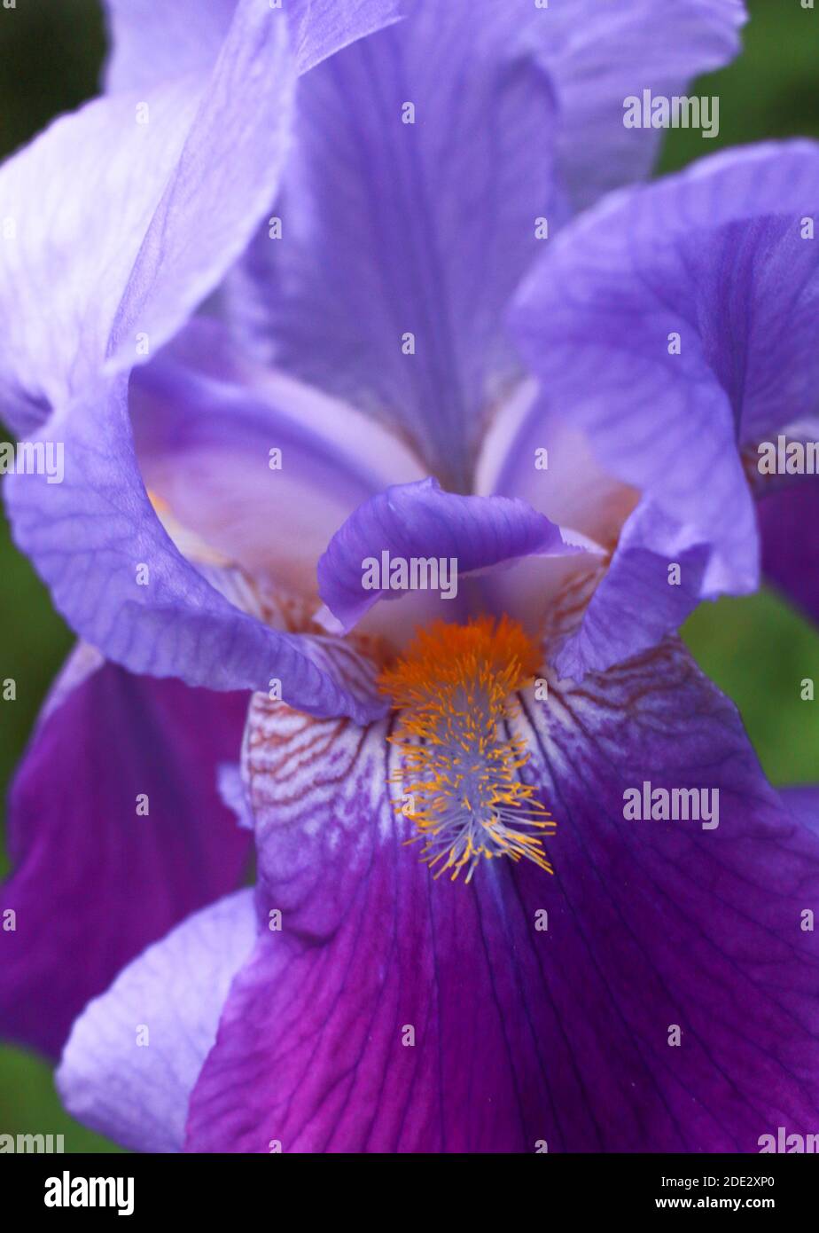Amethyst flame hi-res stock photography and images - Alamy