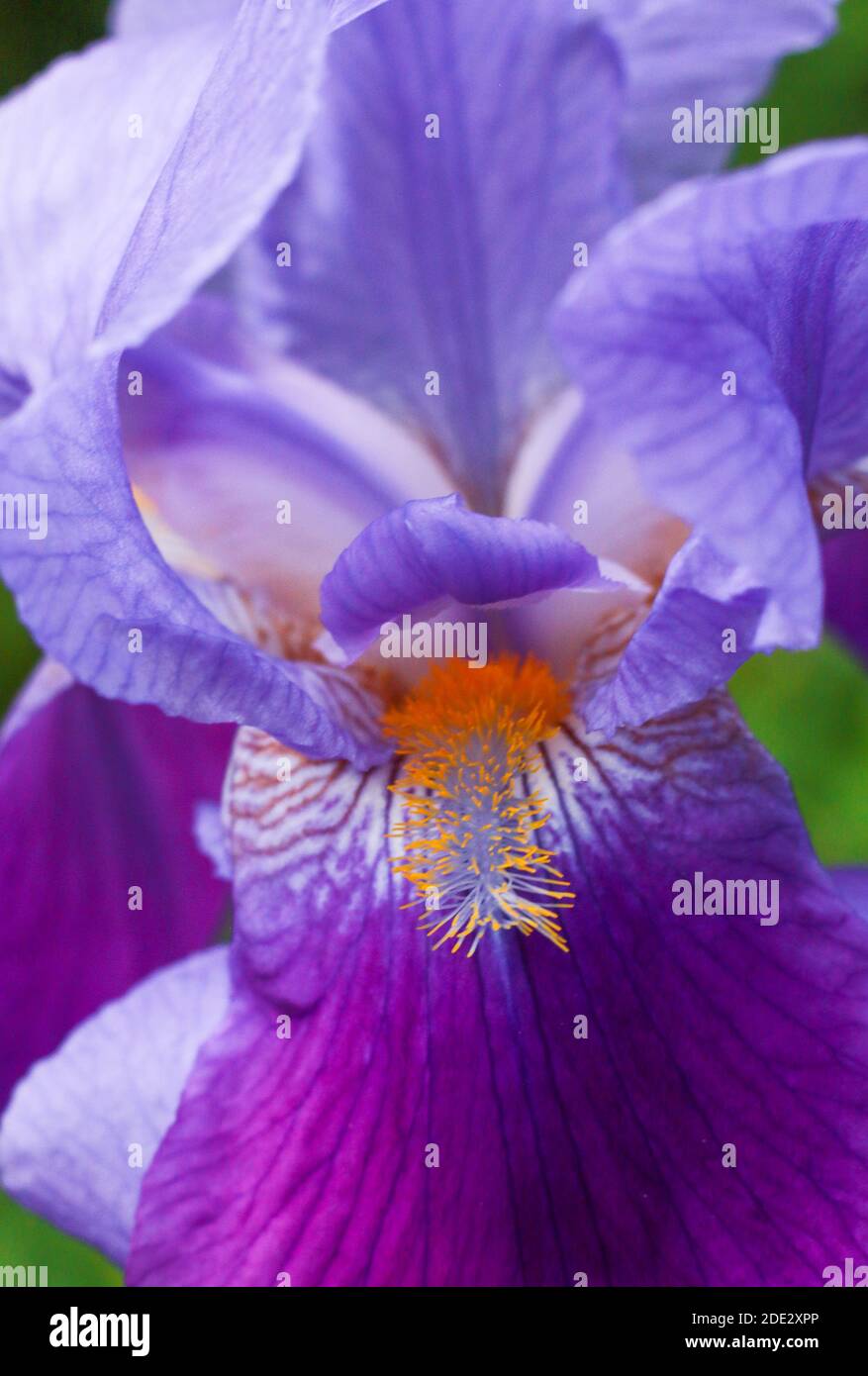 Amethyst flame hi-res stock photography and images - Alamy