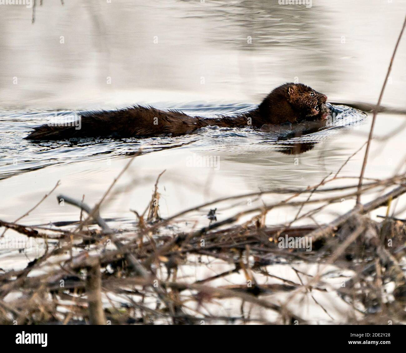 Mink animal hi-res stock photography and images - Alamy
