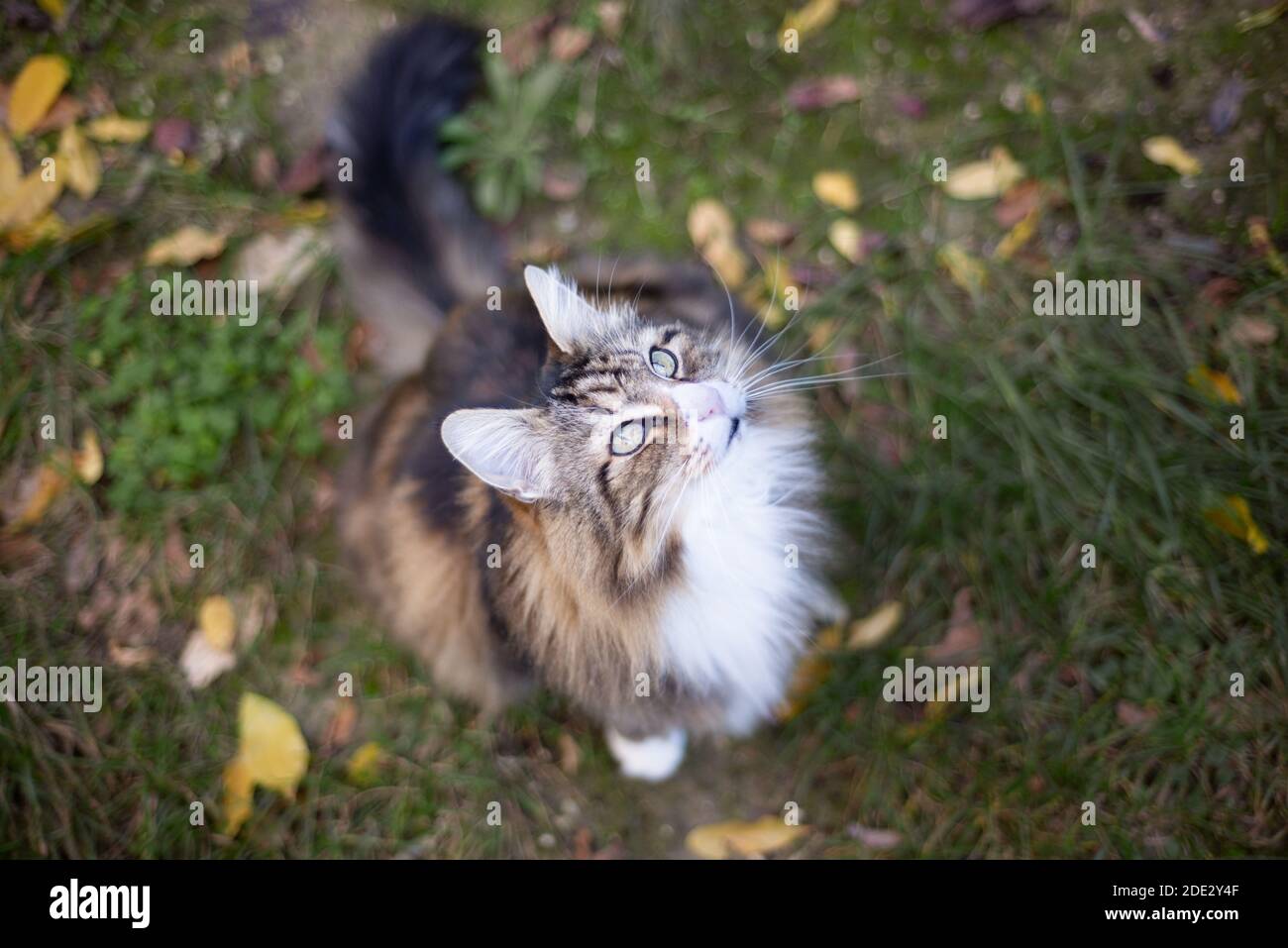 Domestic cat seen from above hi-res stock photography and images - Alamy