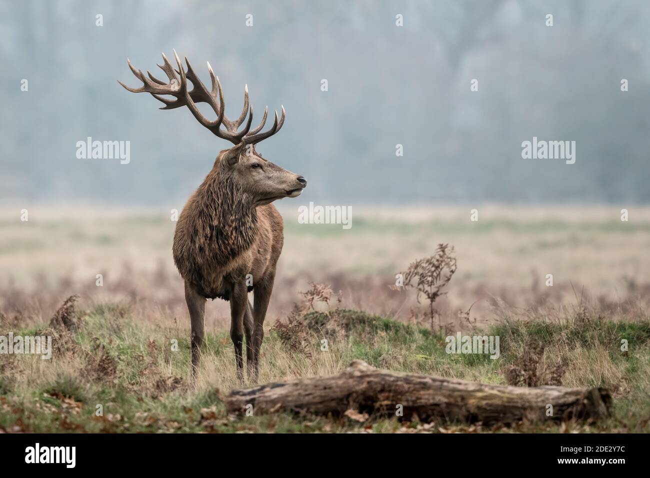 Alpha male stag keeping an eye on his hareem Stock Photo - Alamy