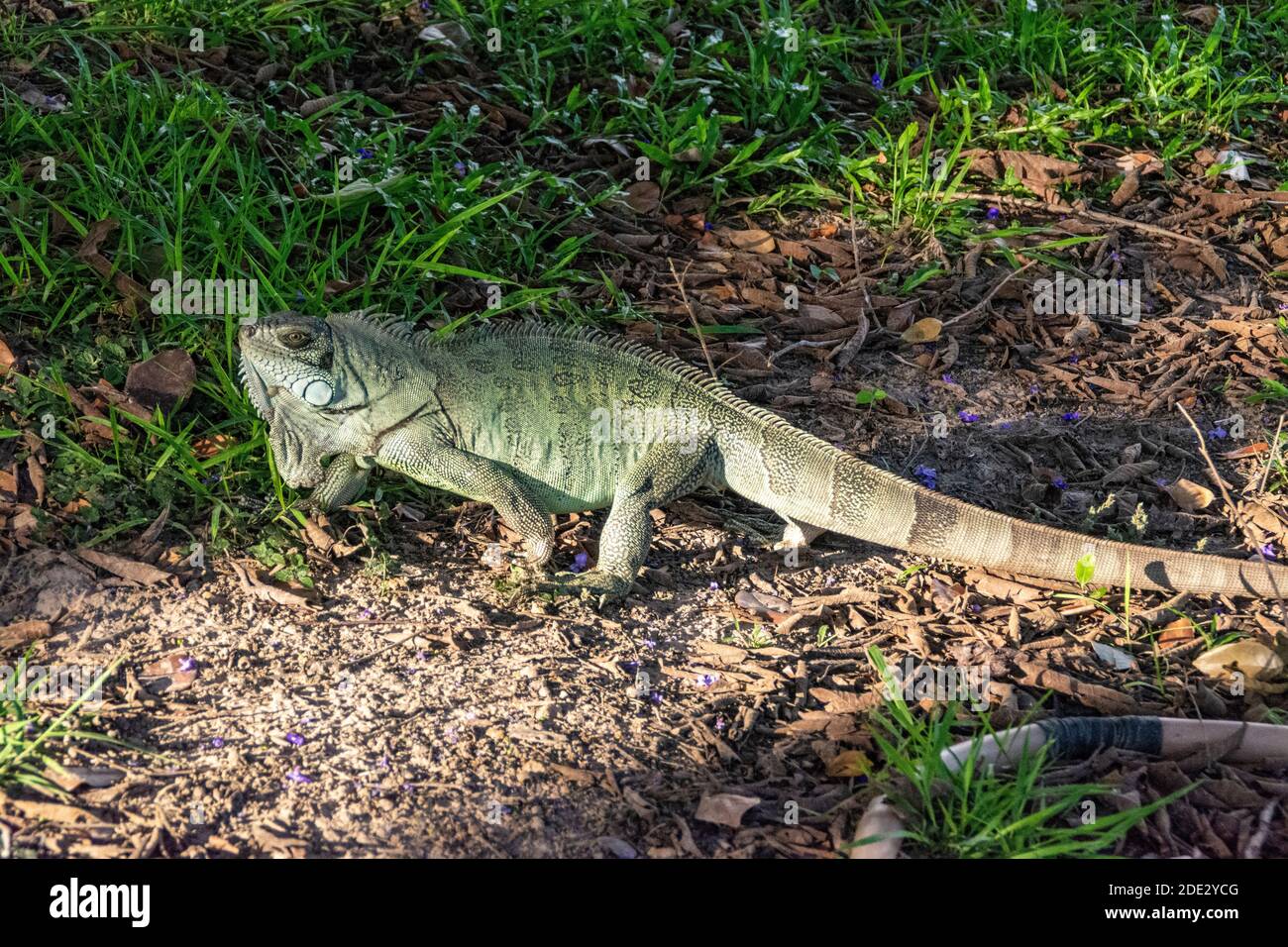 A Green Iguana, a native of Central South America found in the Pantanal ...