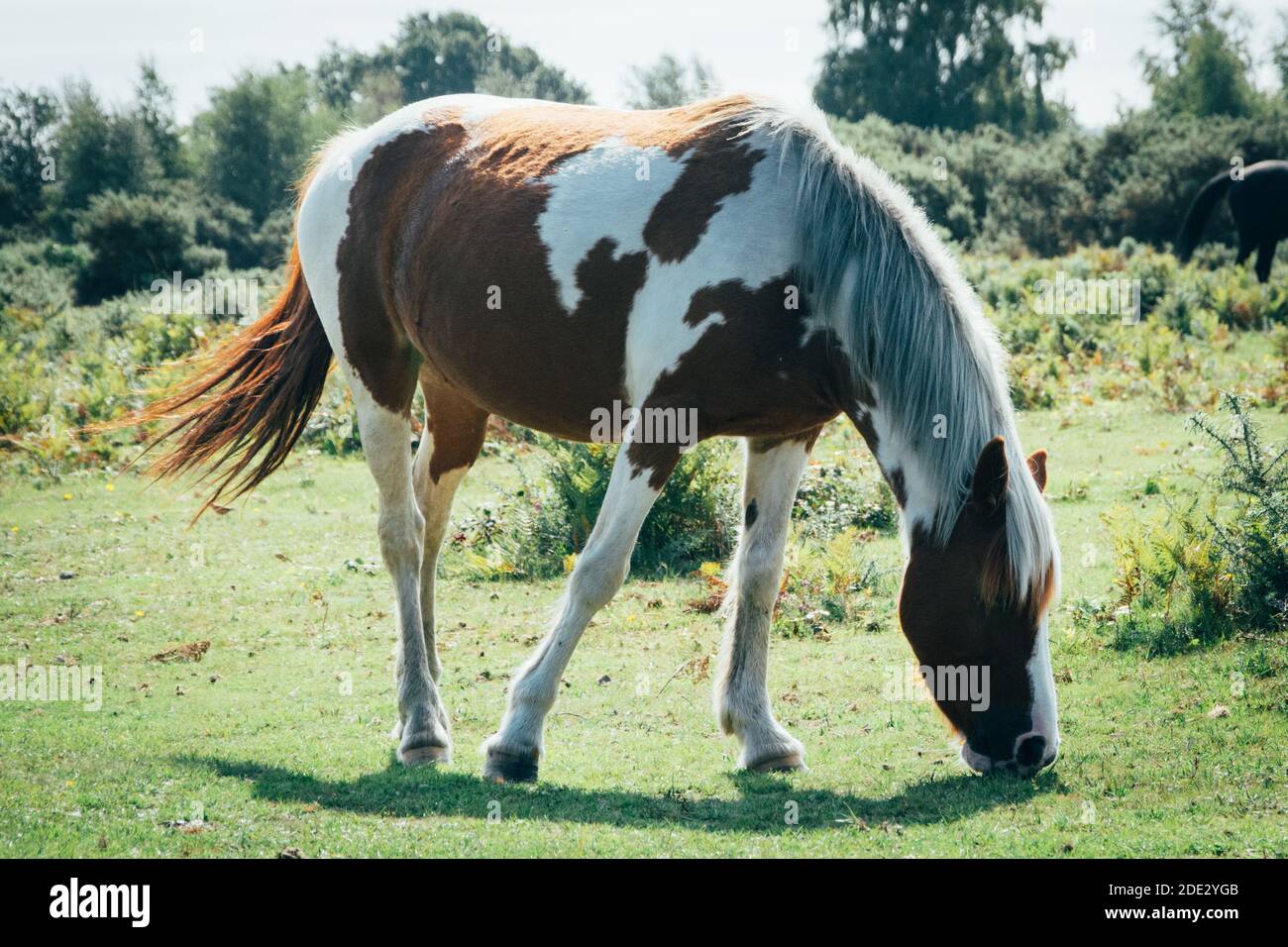 Piebald horse hi-res stock photography and images - Alamy