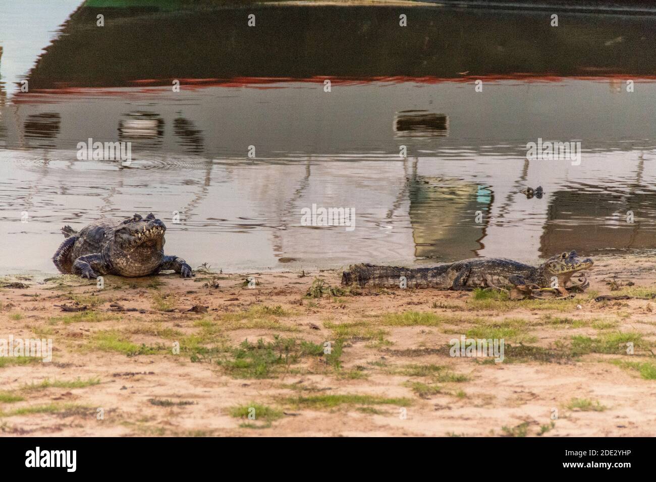 A pair of Spectacled caiman or common caiman is a common sight along ...