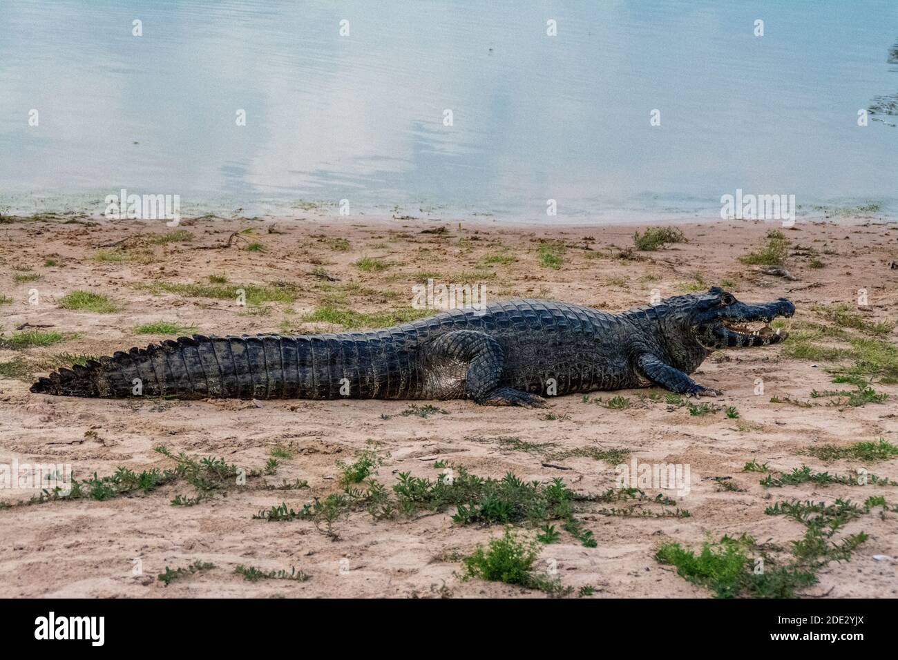 A Spectacled caiman or common caiman is a common sight along the banks ...