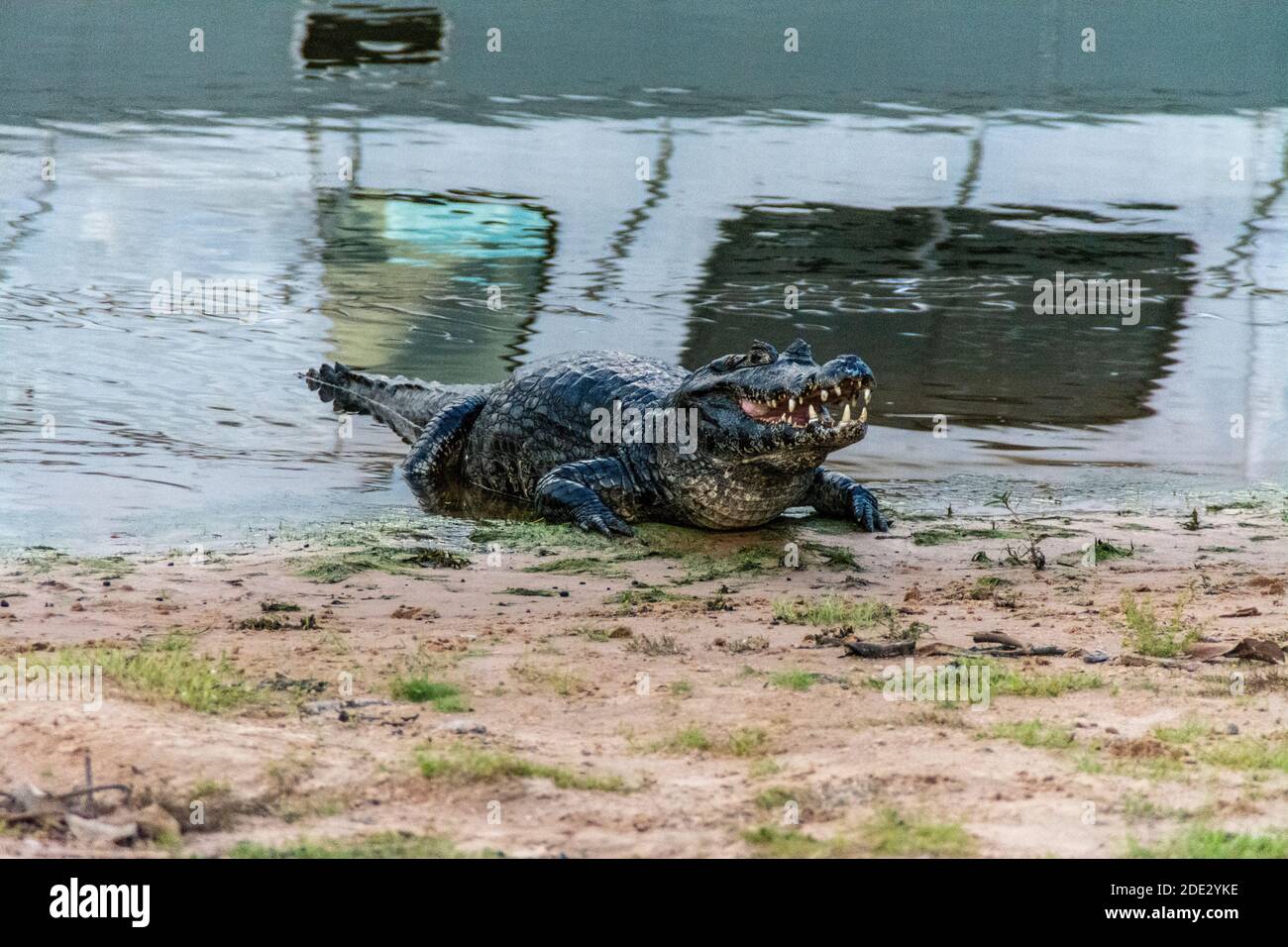 A Spectacled caiman or common caiman is a common sight along the banks ...