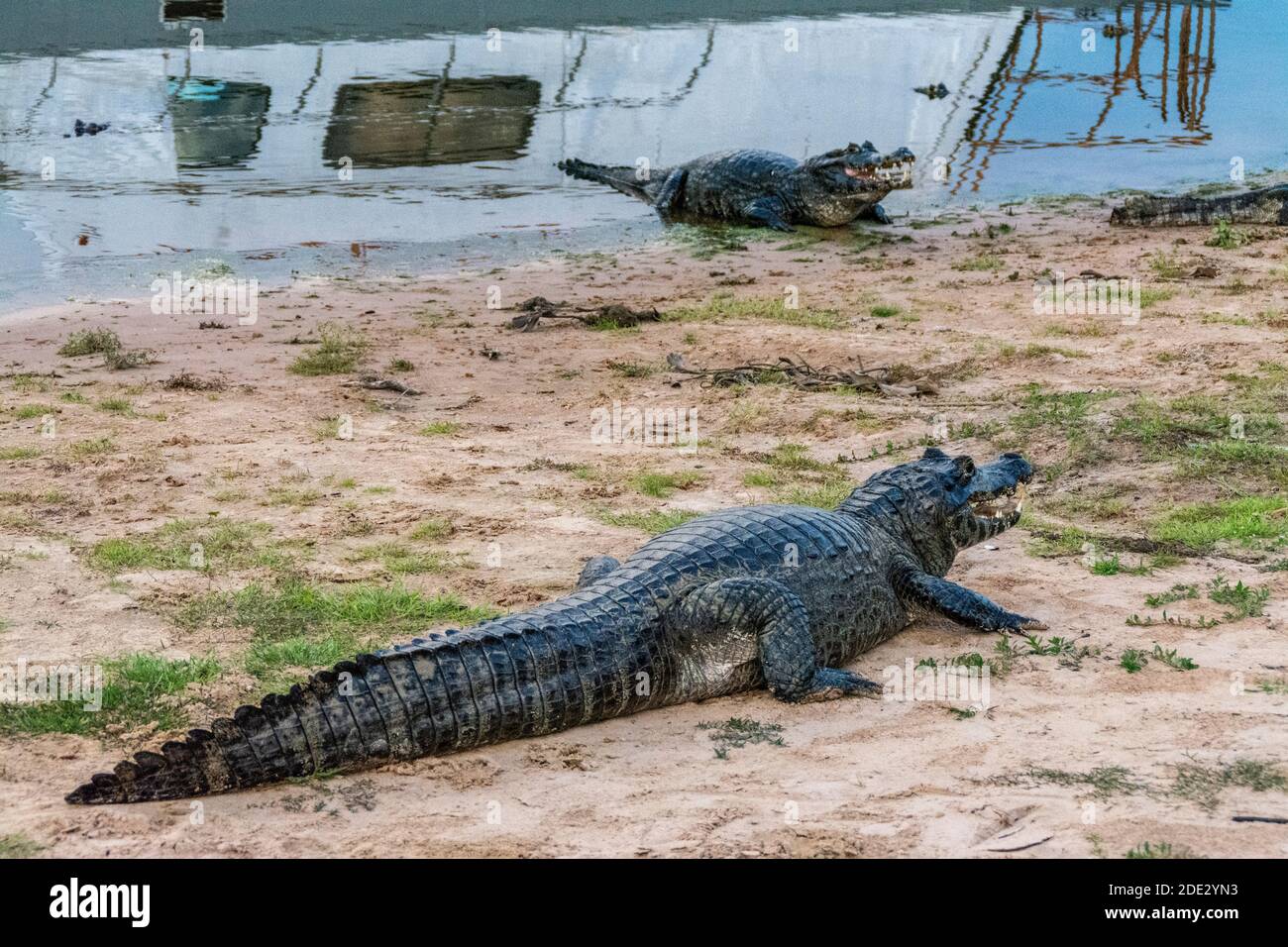 A Spectacled caiman or common caiman is a common sight along the banks ...
