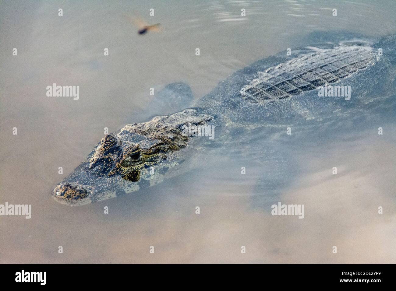 A Spectacled caiman or common caiman is a common sight along the banks ...