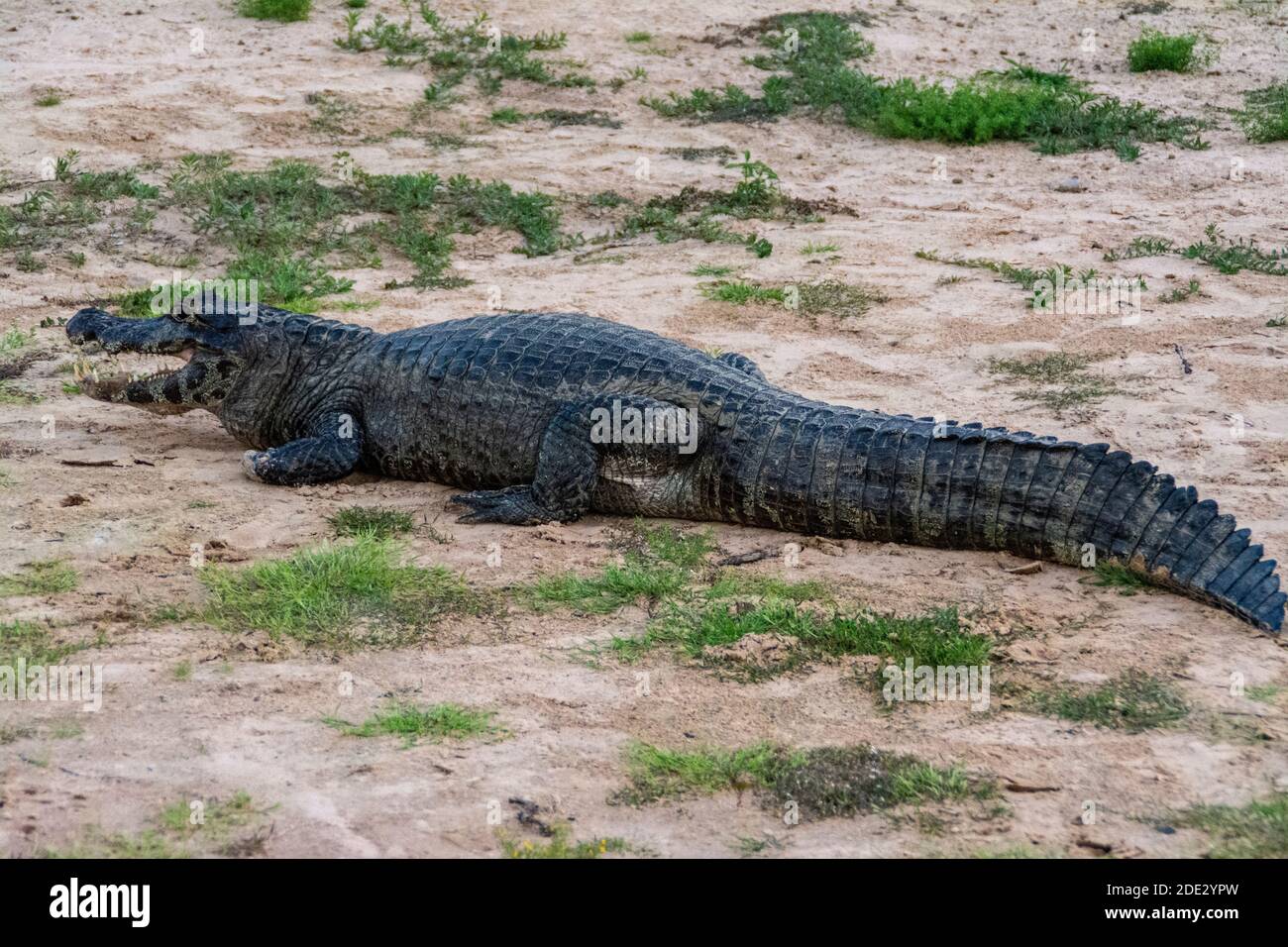 A Spectacled caiman or common caiman is a common sight along the banks ...