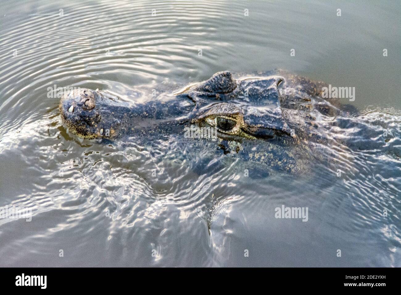 A Spectacled caiman or common caiman is a common sight along the banks ...