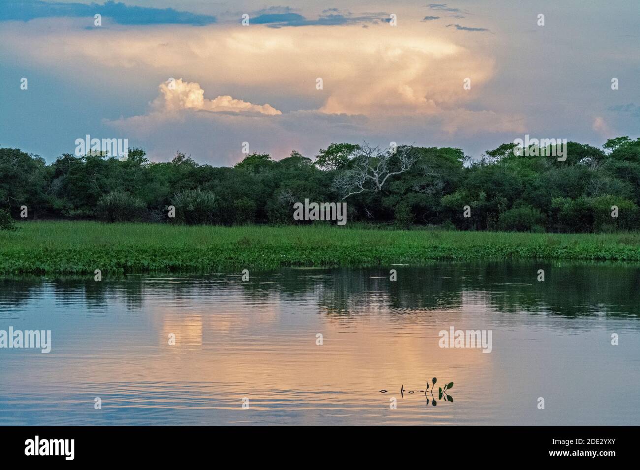 The wetlands of the Pantanal region on the bank of the Mutum river ...
