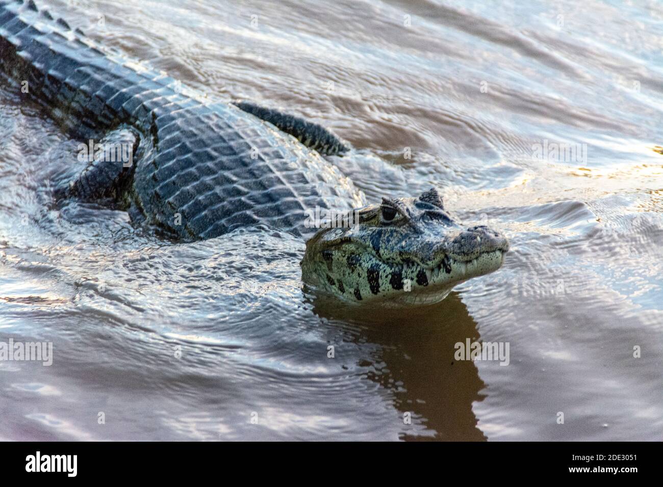 A Spectacled caiman or common caiman is a common sight along the banks ...