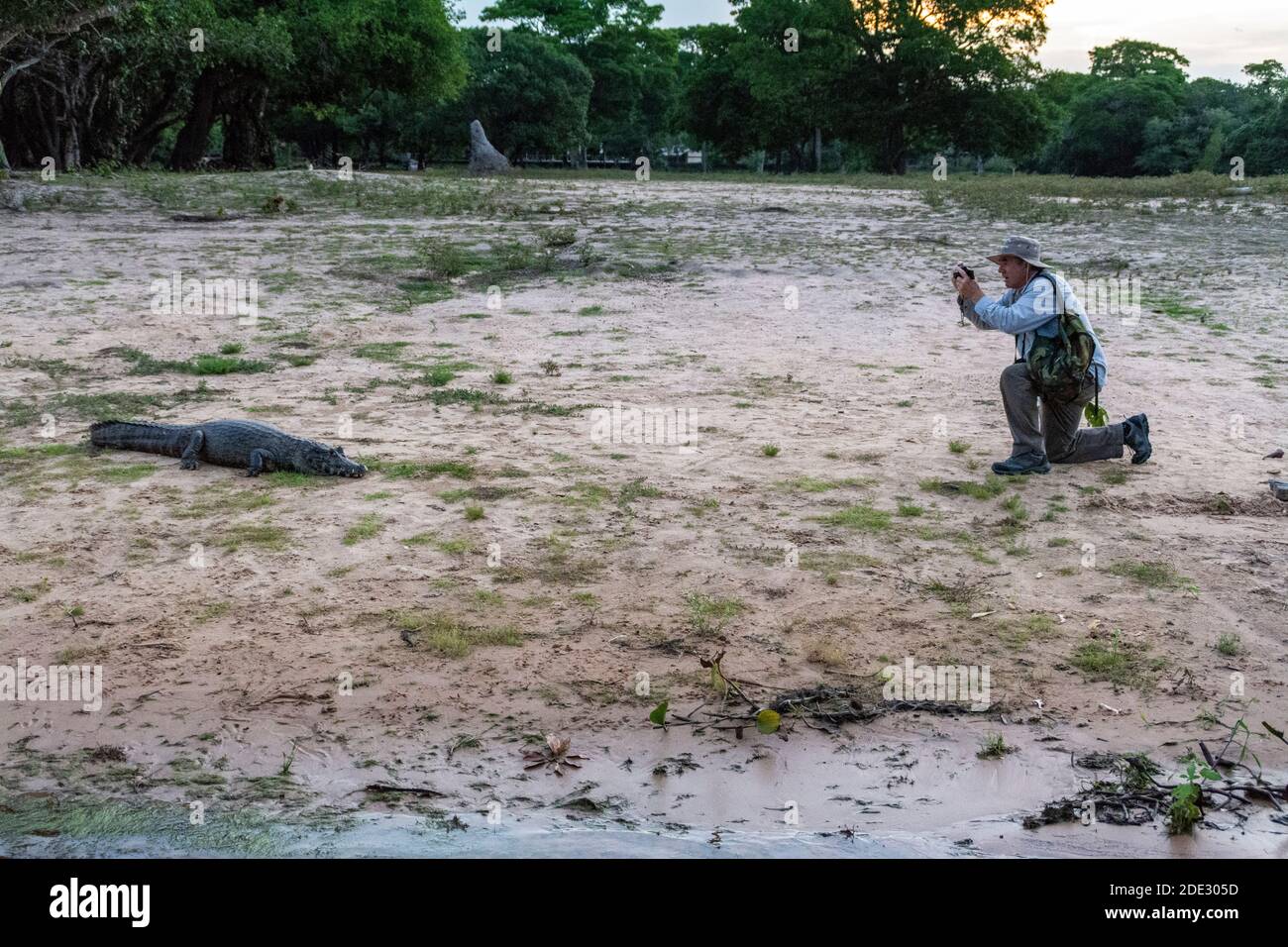 A foreign tourist takes a photograph of a Spectacled caiman or common ...