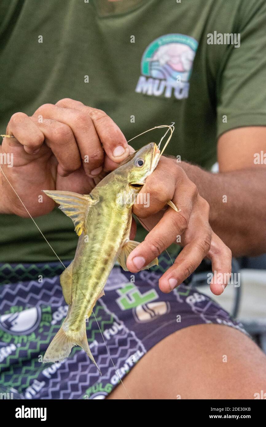 A Brazilian angler hooked a Long-whiskered catfish with his cane stick ...