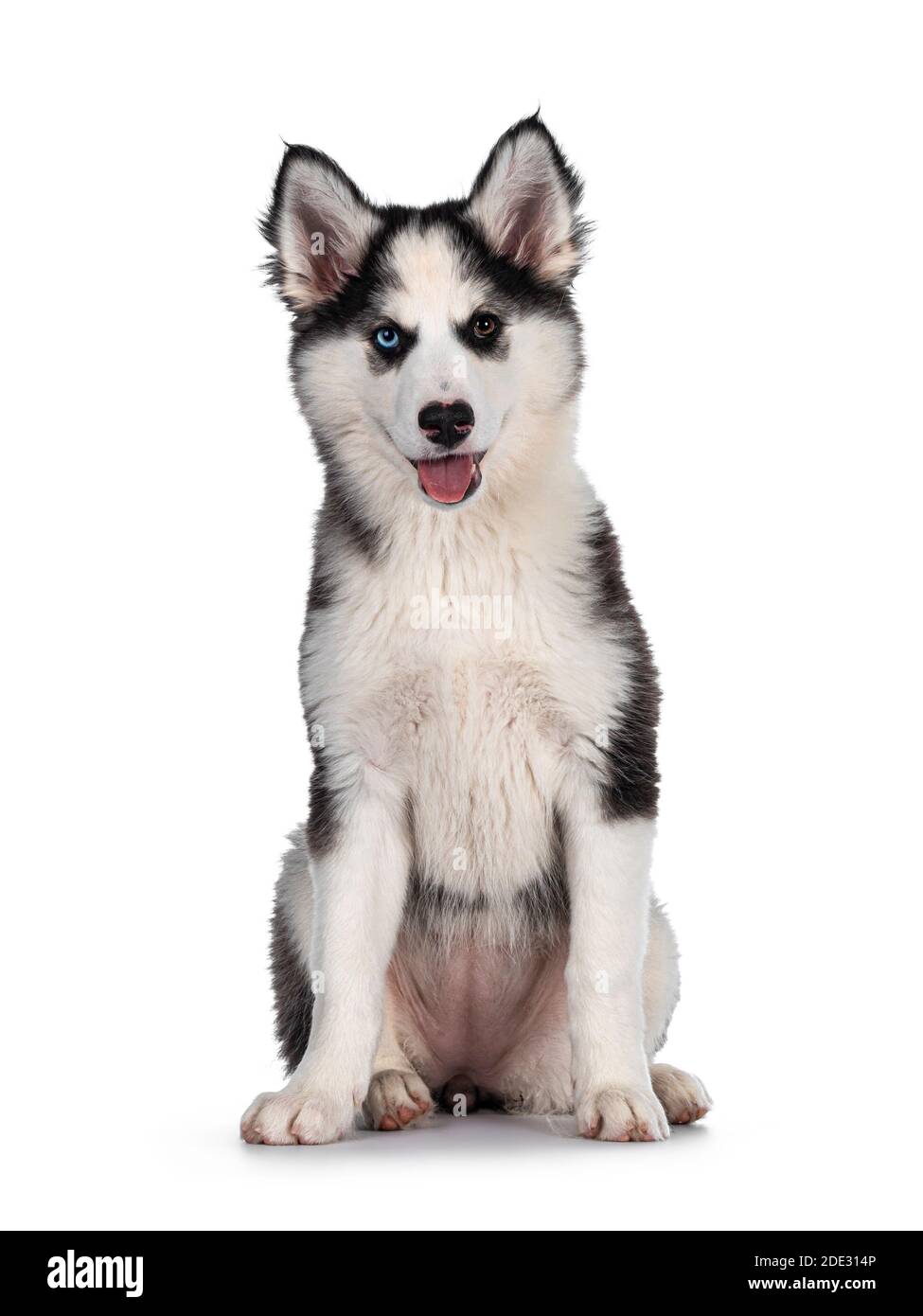 Adorable Yakutian Laika dog pup, odd eyed and cute black masked ...
