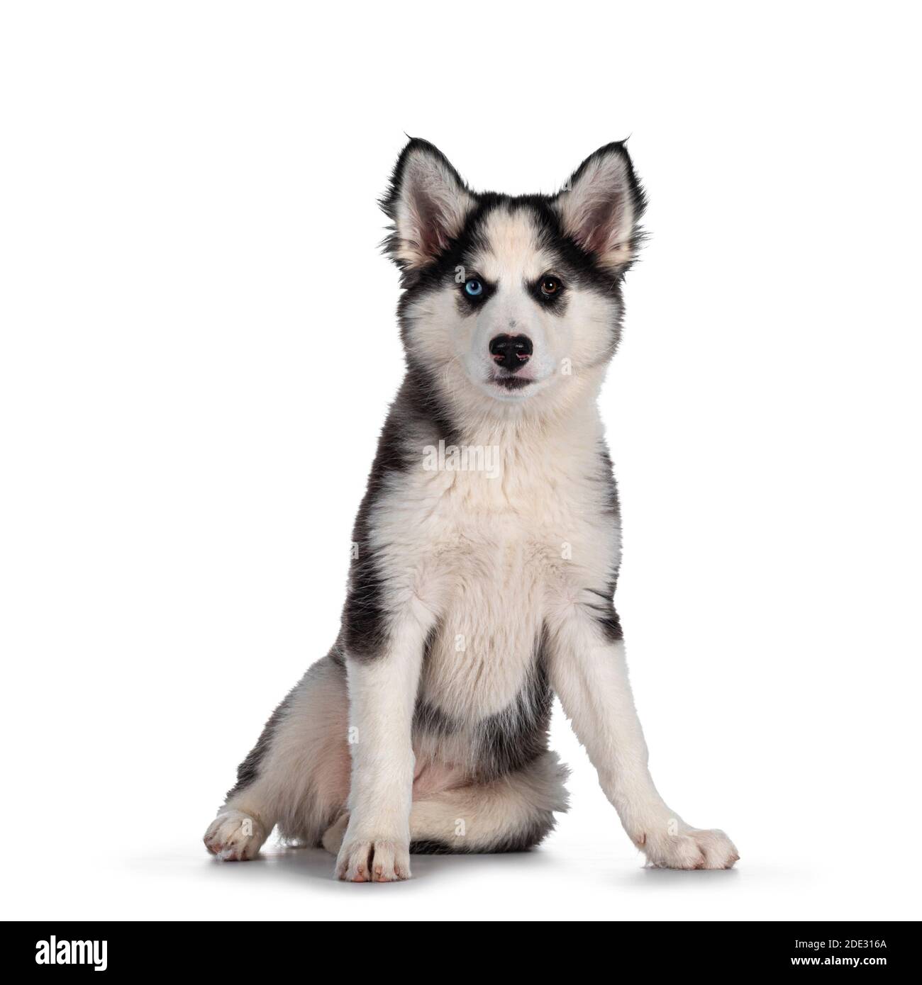 Adorable Yakutian Laika dog pup, odd eyed and cute black masked ...