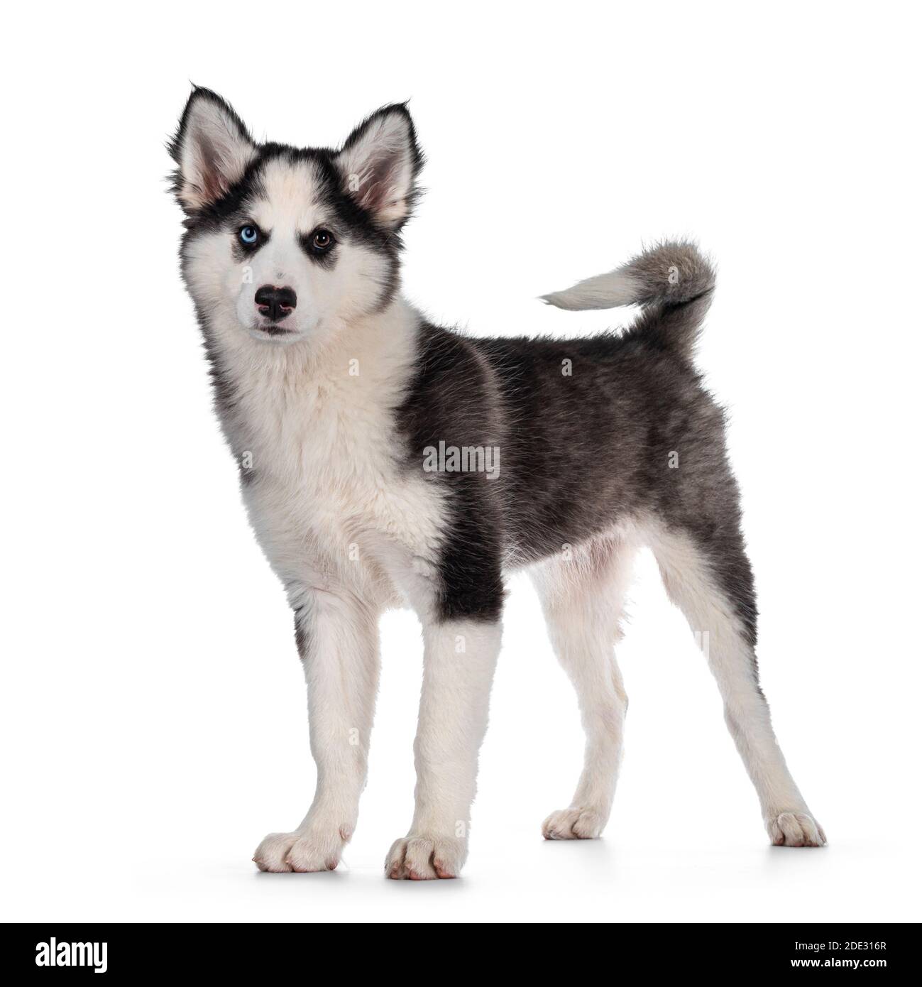 Adorable Yakutian Laika dog pup, odd eyed and cute black masked ...