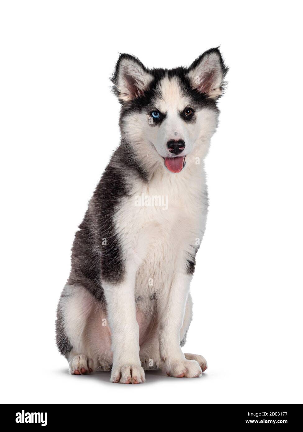 Adorable Yakutian Laika dog pup, odd eyed and cute black masked ...