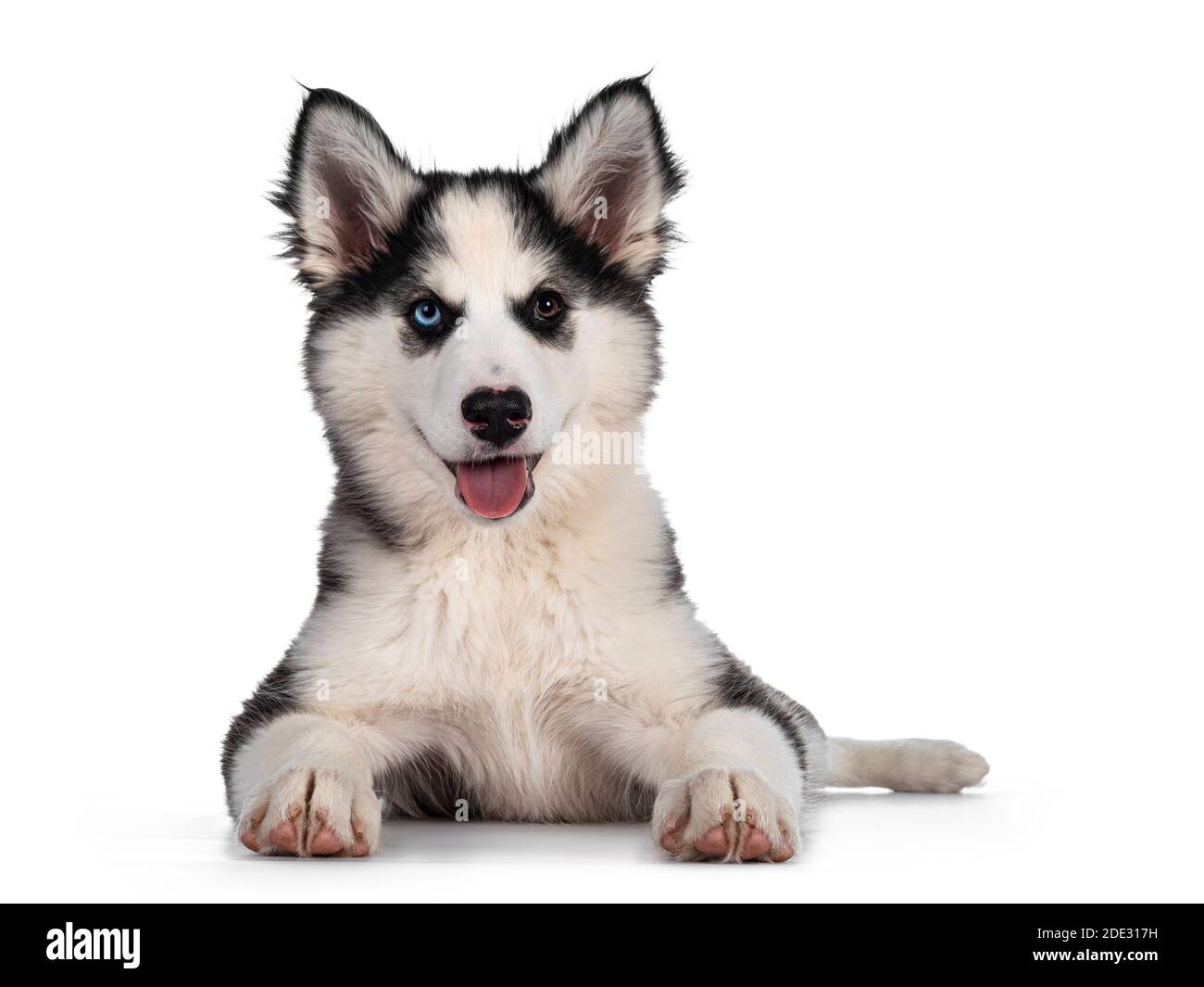 Adorable Yakutian Laika dog pup, odd eyed and cute black masked. Laying ...