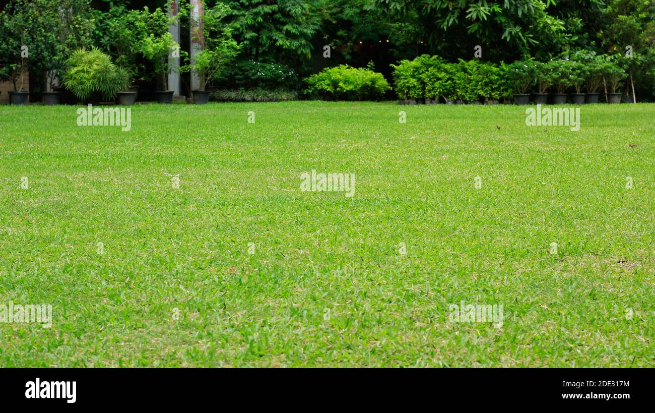 Green grass field and garden Stock Photo - Alamy