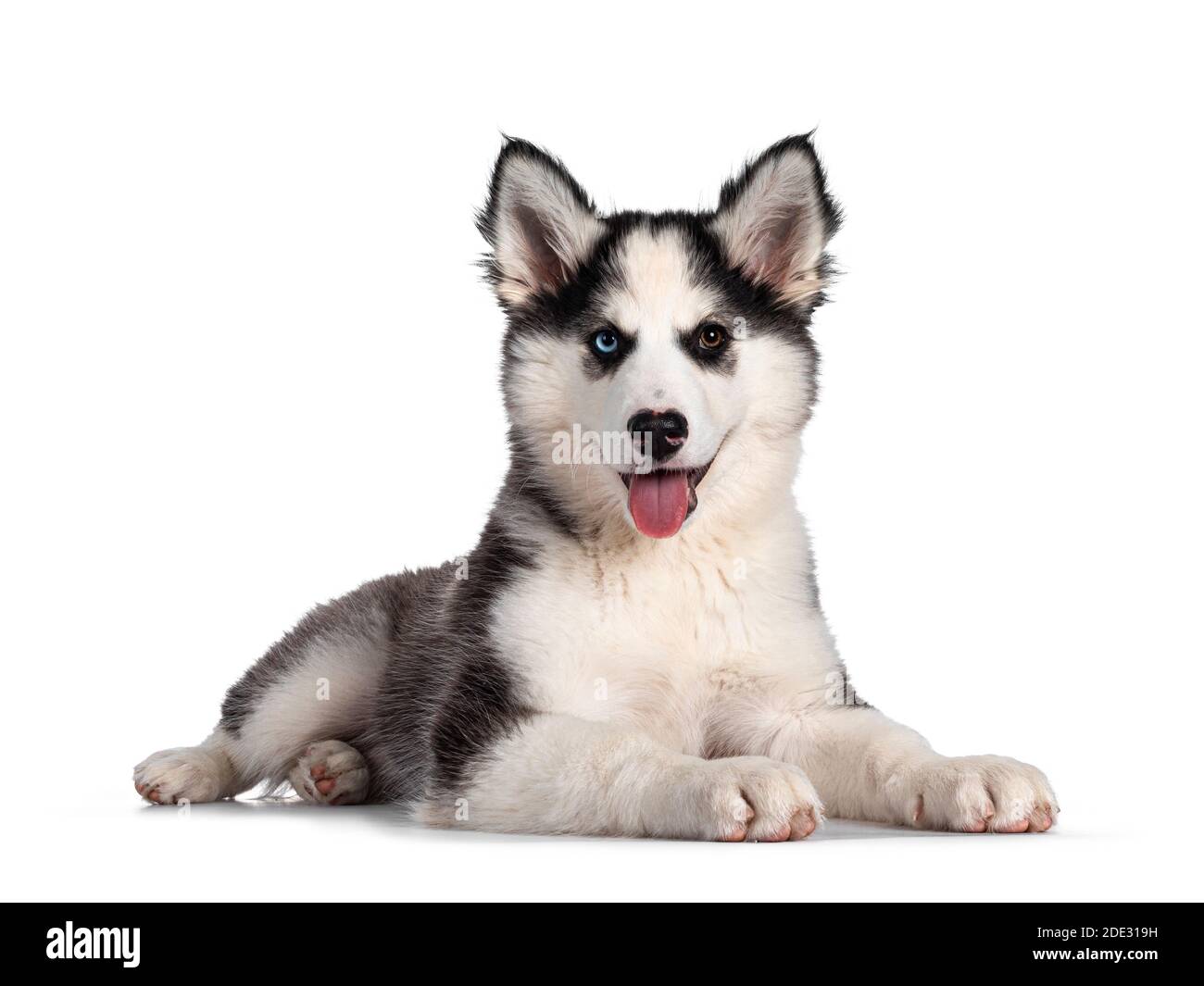 Adorable Yakutian Laika dog pup, odd eyed and cute black masked. Laying ...