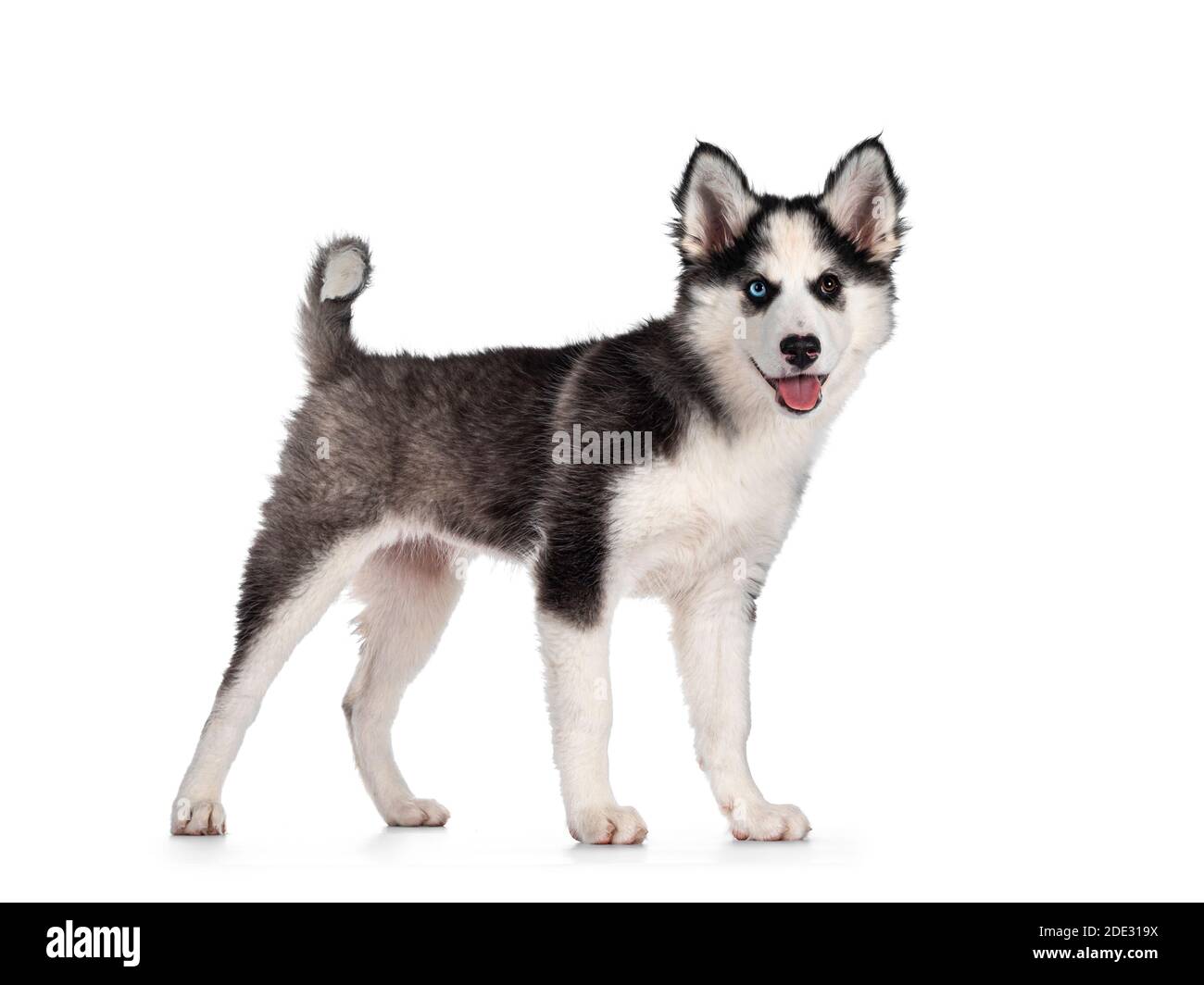 Laika space dog hi-res stock photography and images - Alamy