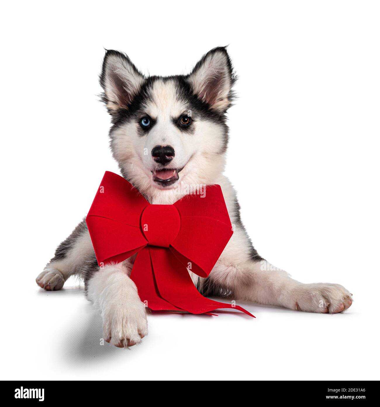 Adorable Yakutian Laika dog pup, odd eyed and cute black masked. Laying ...