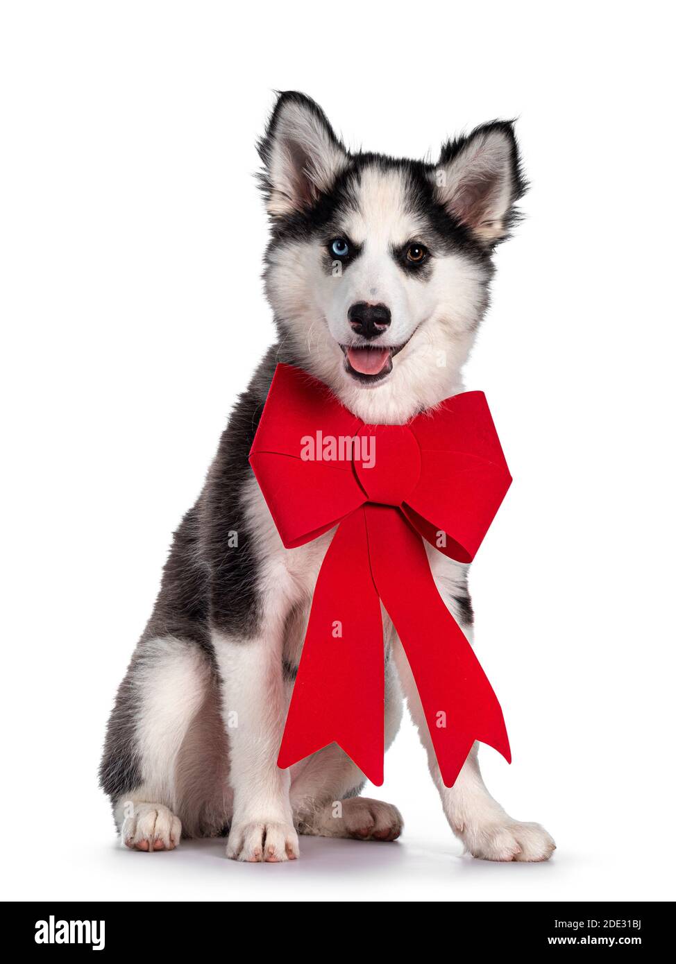 Adorable Yakutian Laika dog pup, odd eyed and cute black masked ...