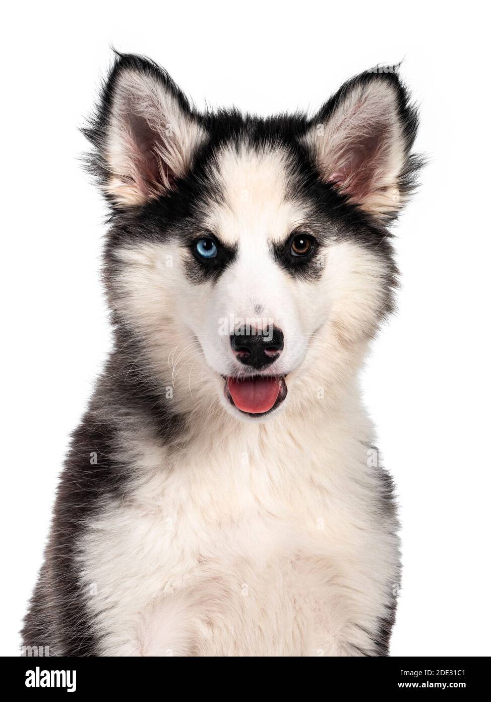 Head shot of adorable Yakutian Laika dog pup, odd eyed and cute black ...