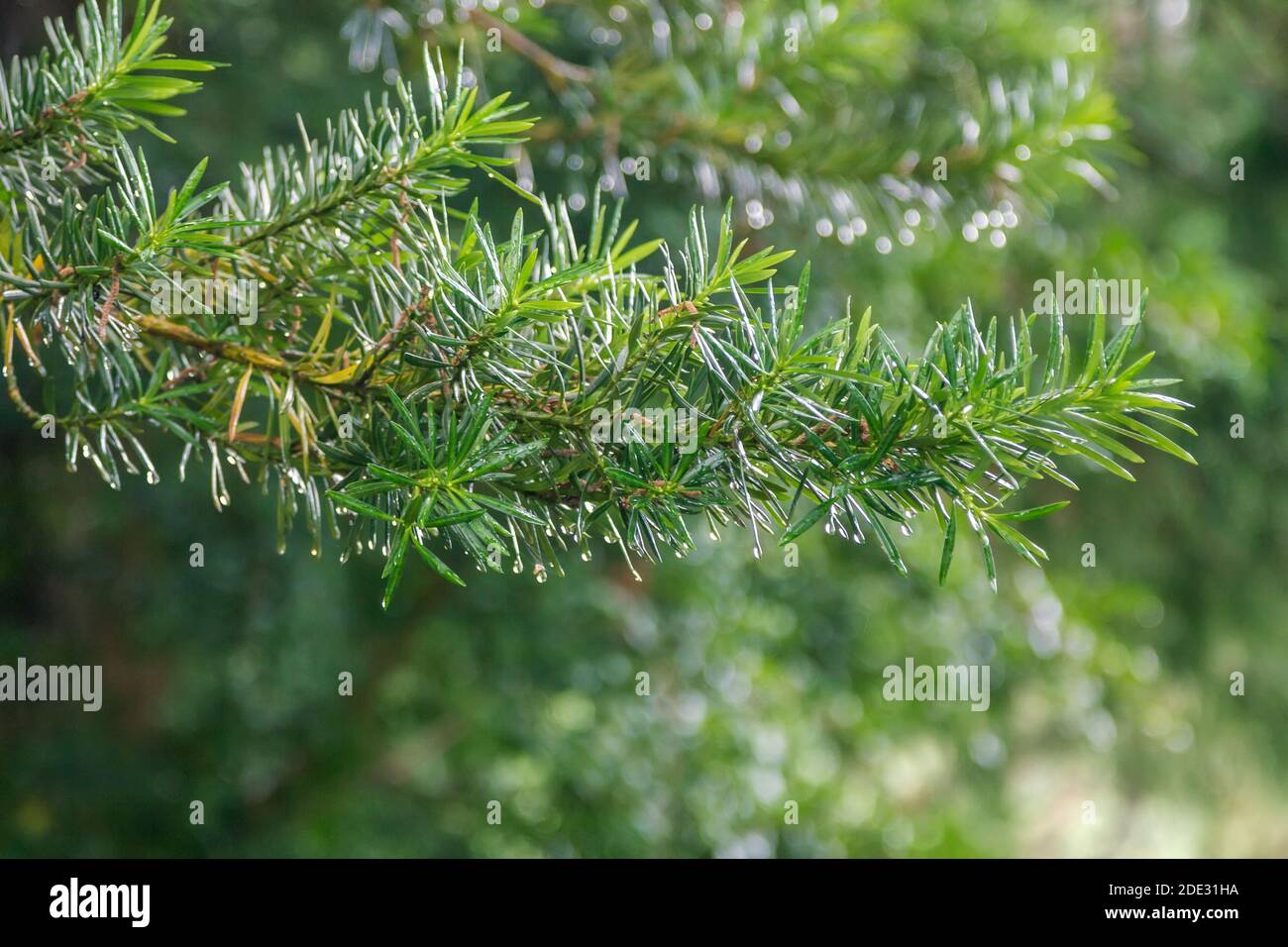 Taxus baccata leaves hi-res stock photography and images - Alamy