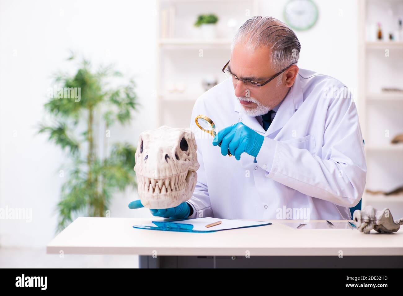 Old male paleontologist working in the lab Stock Photo - Alamy