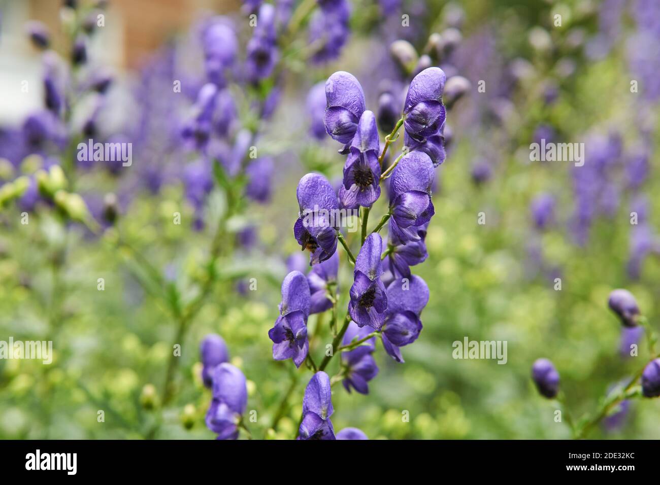 purple inflorescences of aconite on a blurred background Stock Photo ...