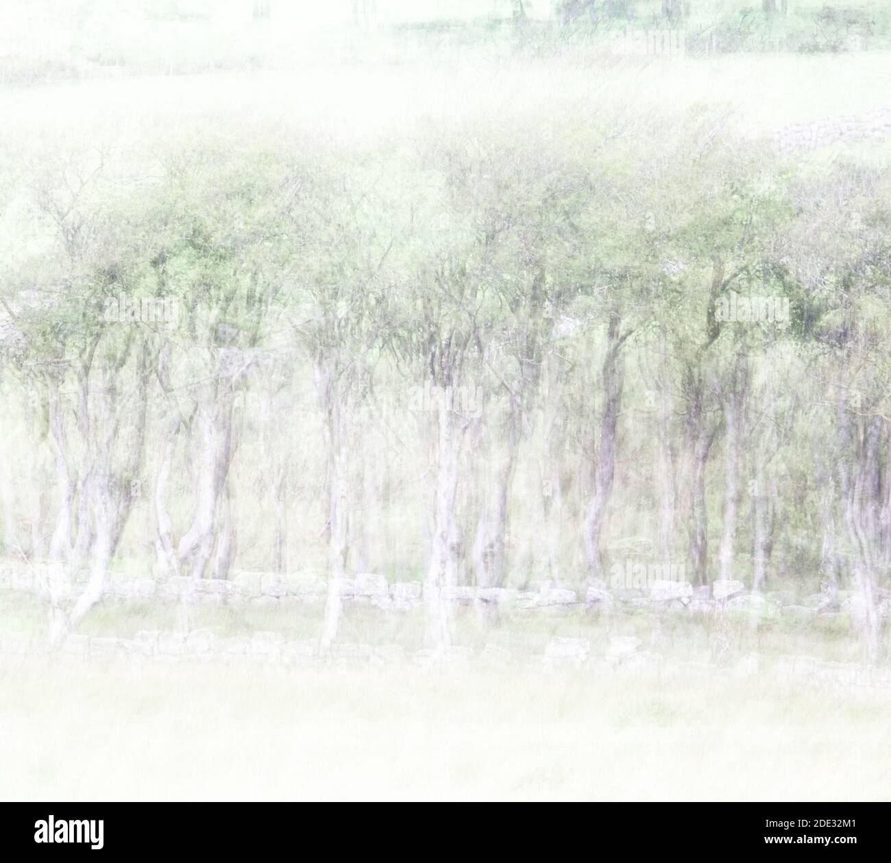 Faded trees hi-res stock photography and images - Alamy