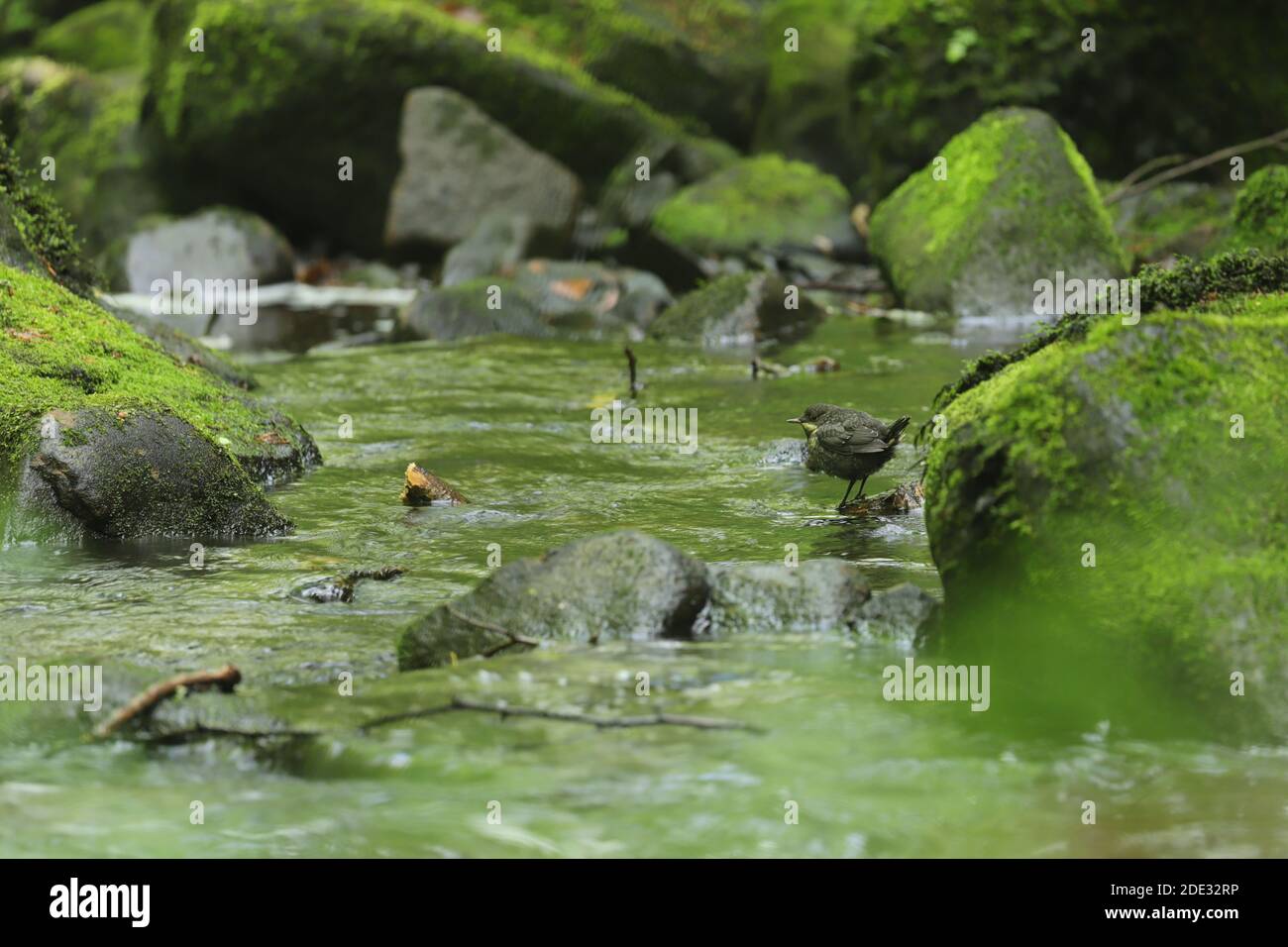 Rivelin valley waterfalls hi-res stock photography and images - Alamy
