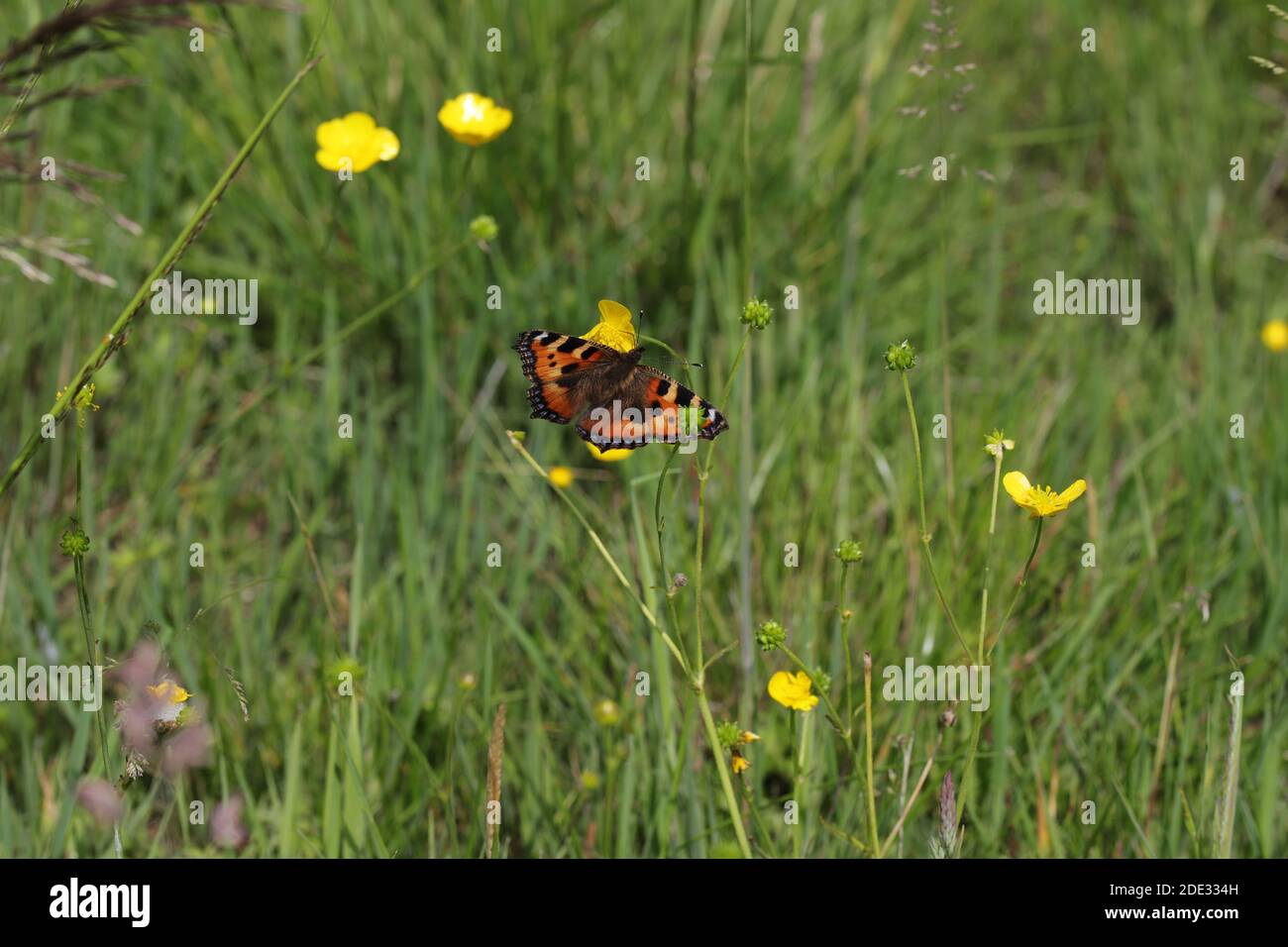 Small tortoiseshell butterfly Stock Photo - Alamy