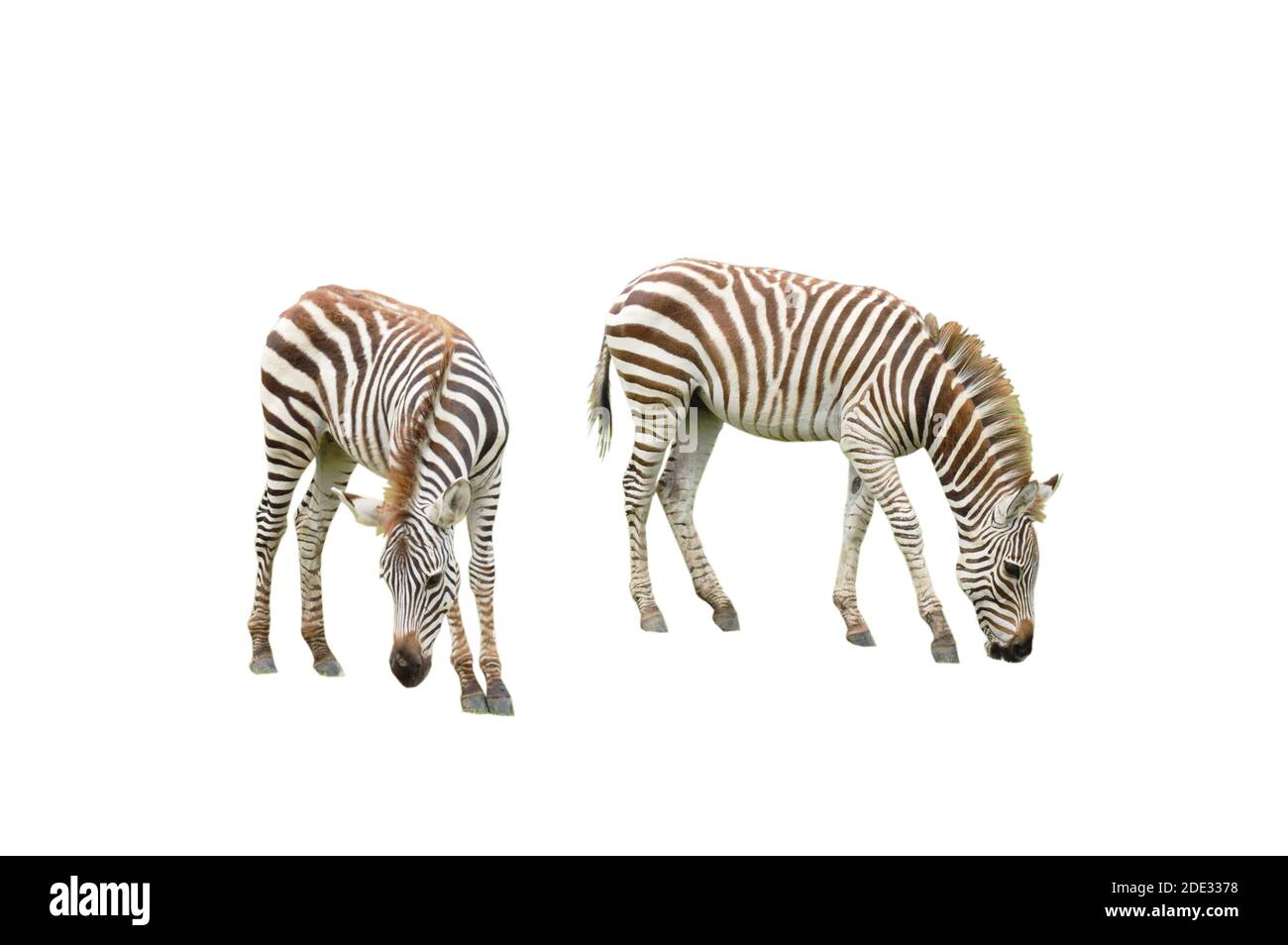zebra Africa wildlife on white background Stock Photo - Alamy
