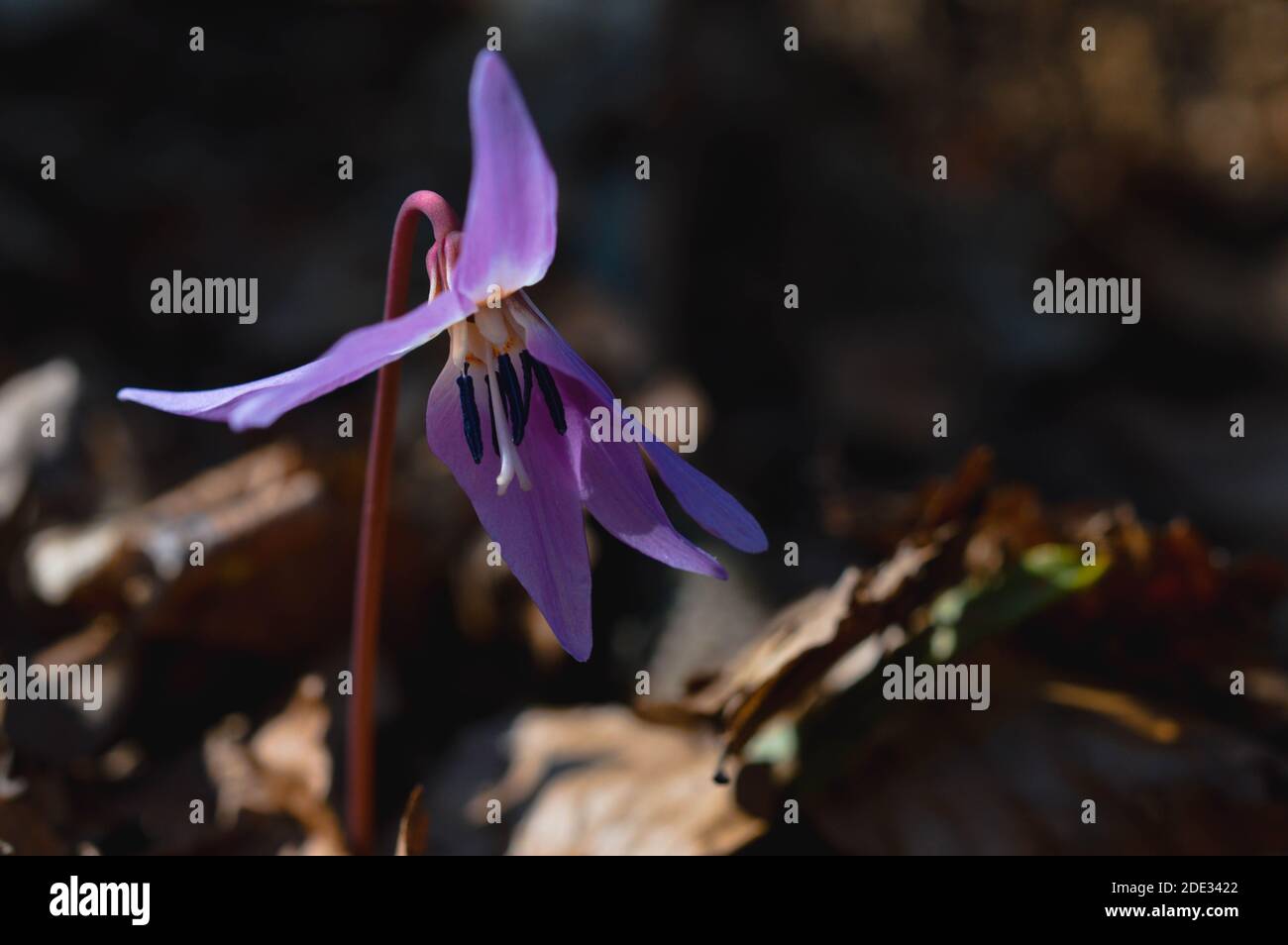 Dogtooth violet or the dogs tooth violet, late winter or early spring ...