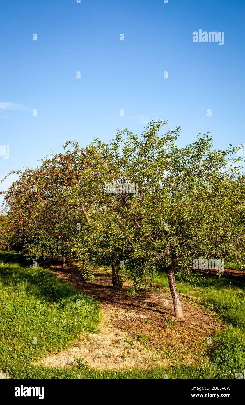 Cherry trees in an orchard in Door County Wisconsin Stock Photo - Alamy