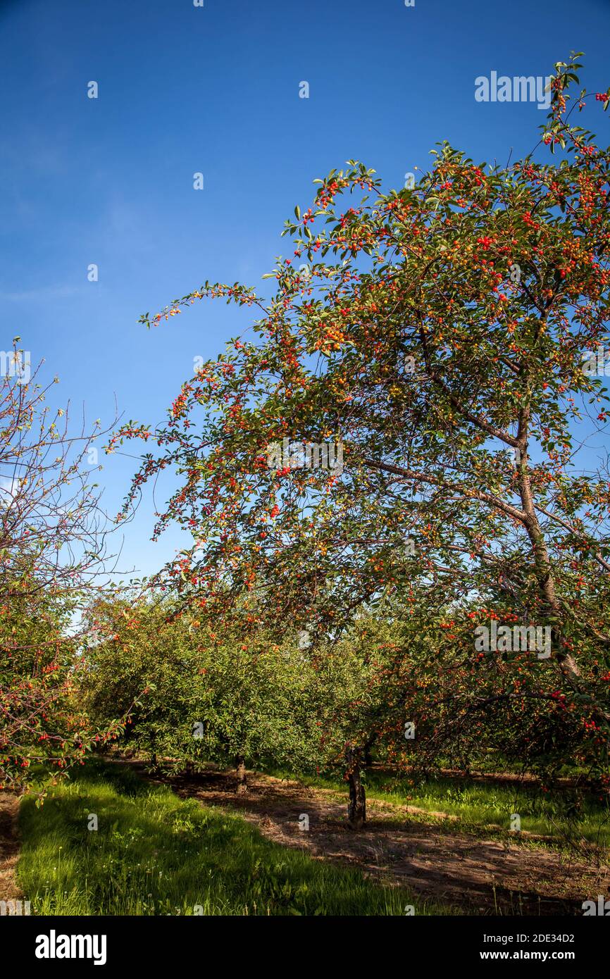 Cherry trees in an orchard in Door County Wisconsin Stock Photo - Alamy