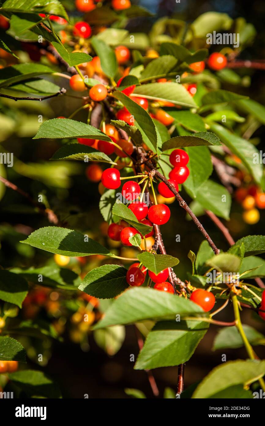 Cherry orchard usa hi-res stock photography and images - Alamy
