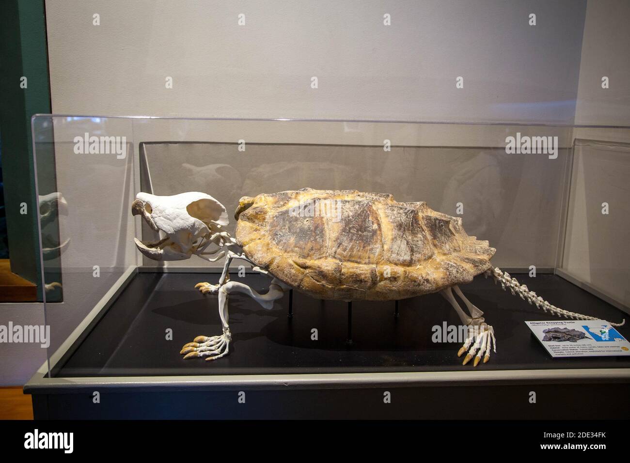 Snapping turtle skeleton display Stock Photo - Alamy