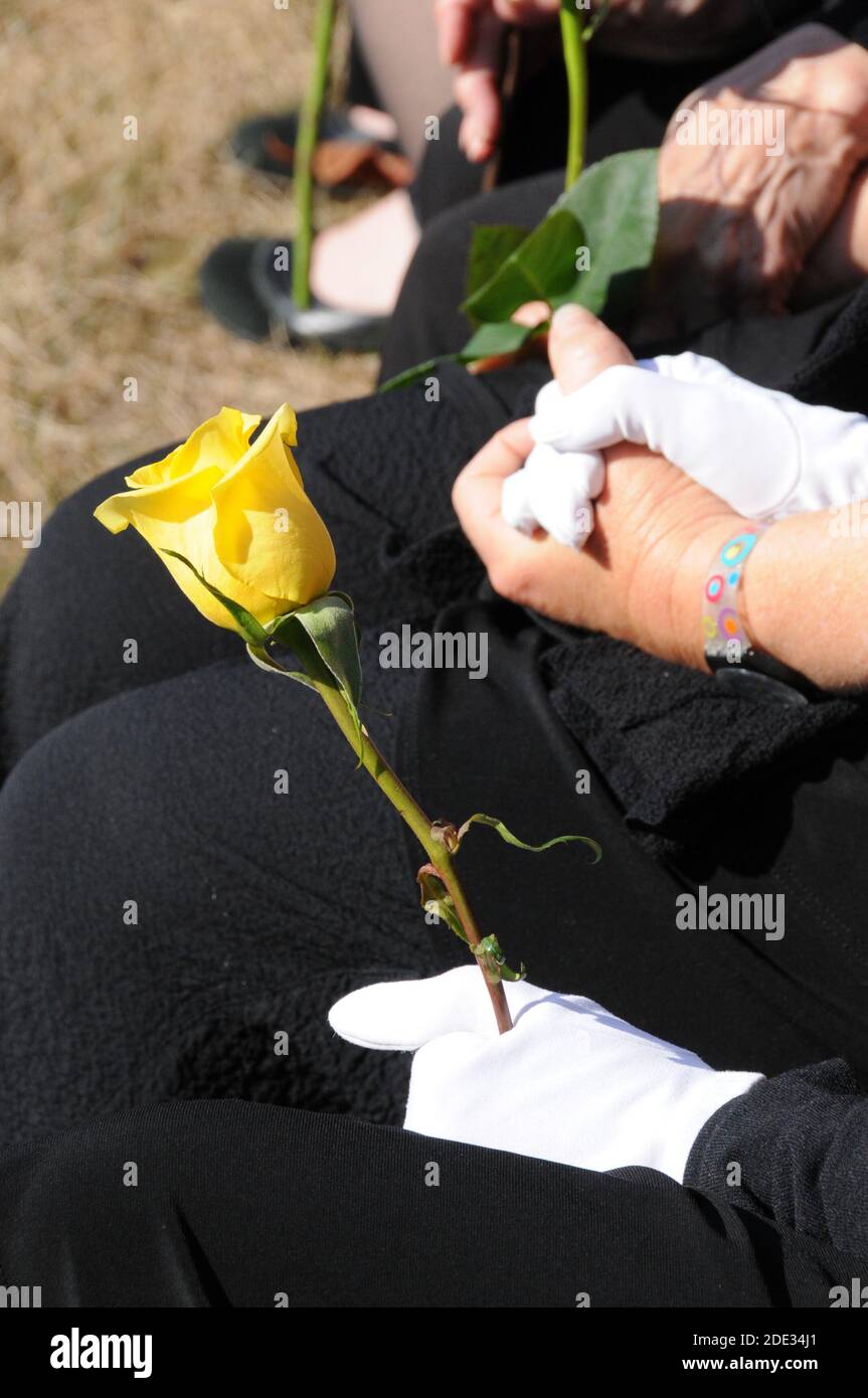 Family holding hands and holding a yellow rose at a military funeral in ...