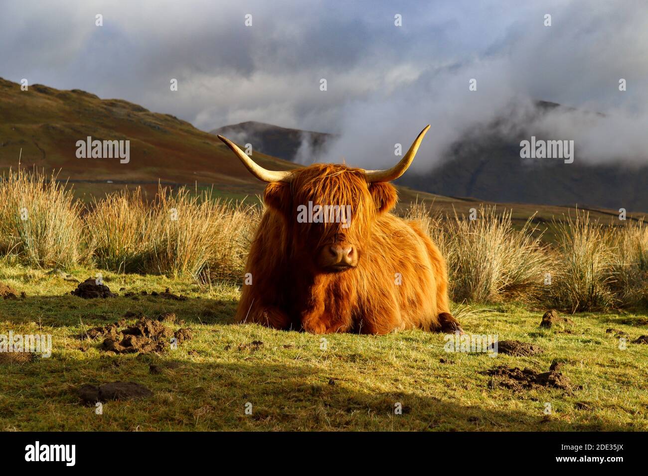 Pass of the cattle hi-res stock photography and images - Alamy