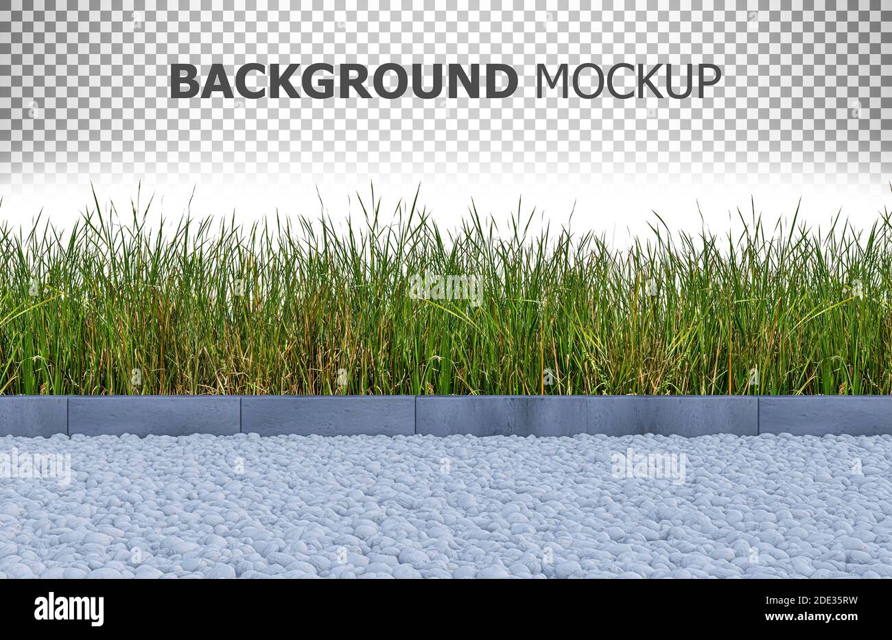 3d rendering green color wild grasses field and blank background with ...