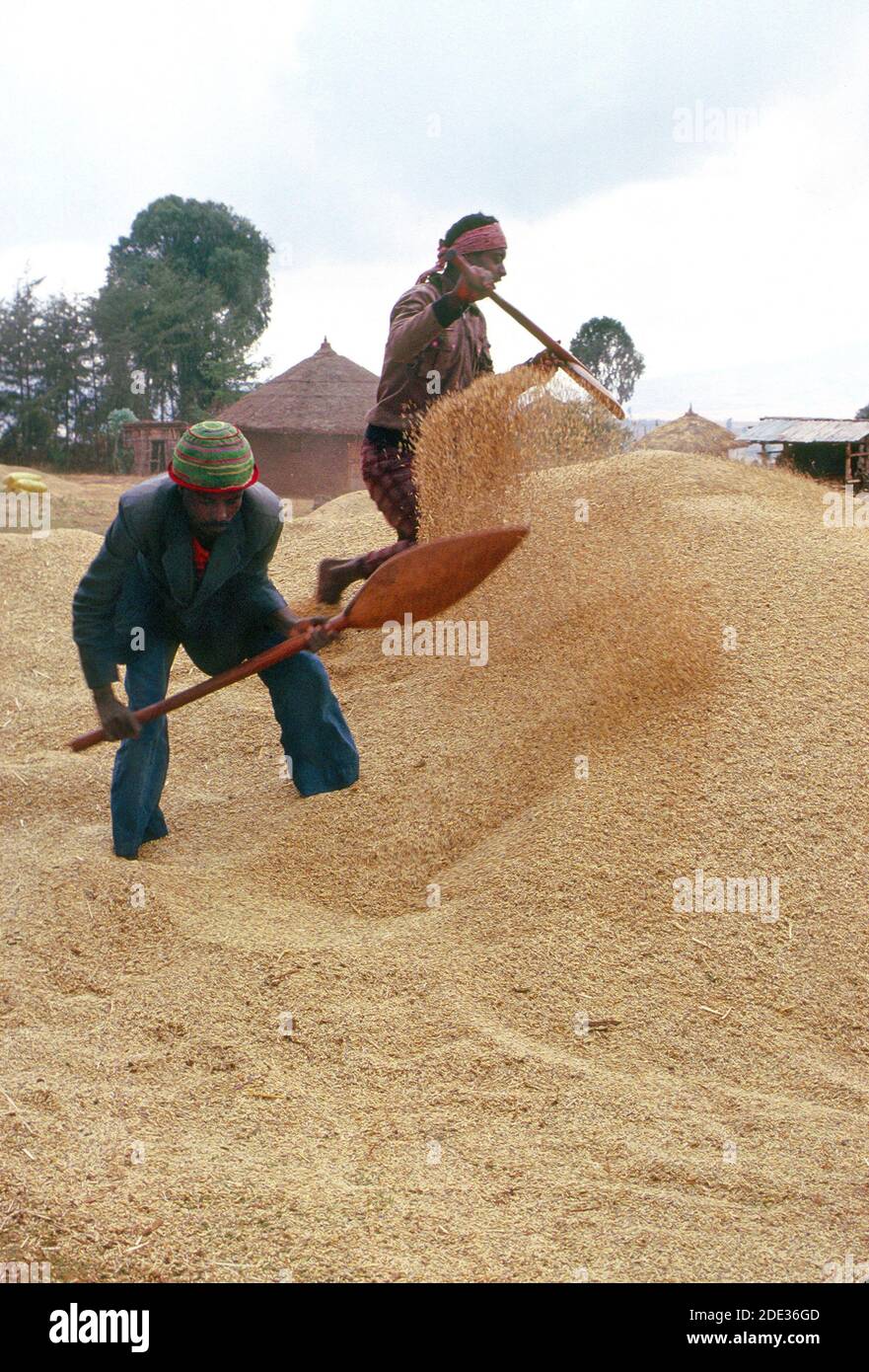 Farm labourers winnowing barley using large paddles. Bale Province ...