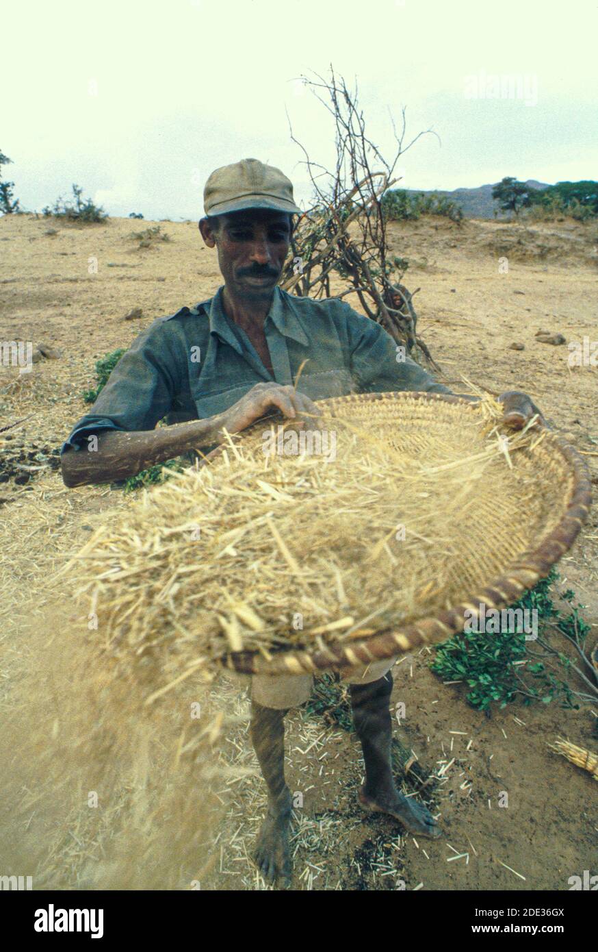 A farmer winnowing barley by hand with a woven winnowing tray. Bale ...