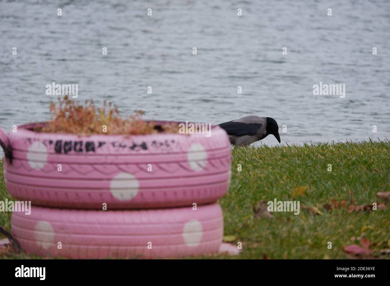 Corvine on grass hi-res stock photography and images - Alamy