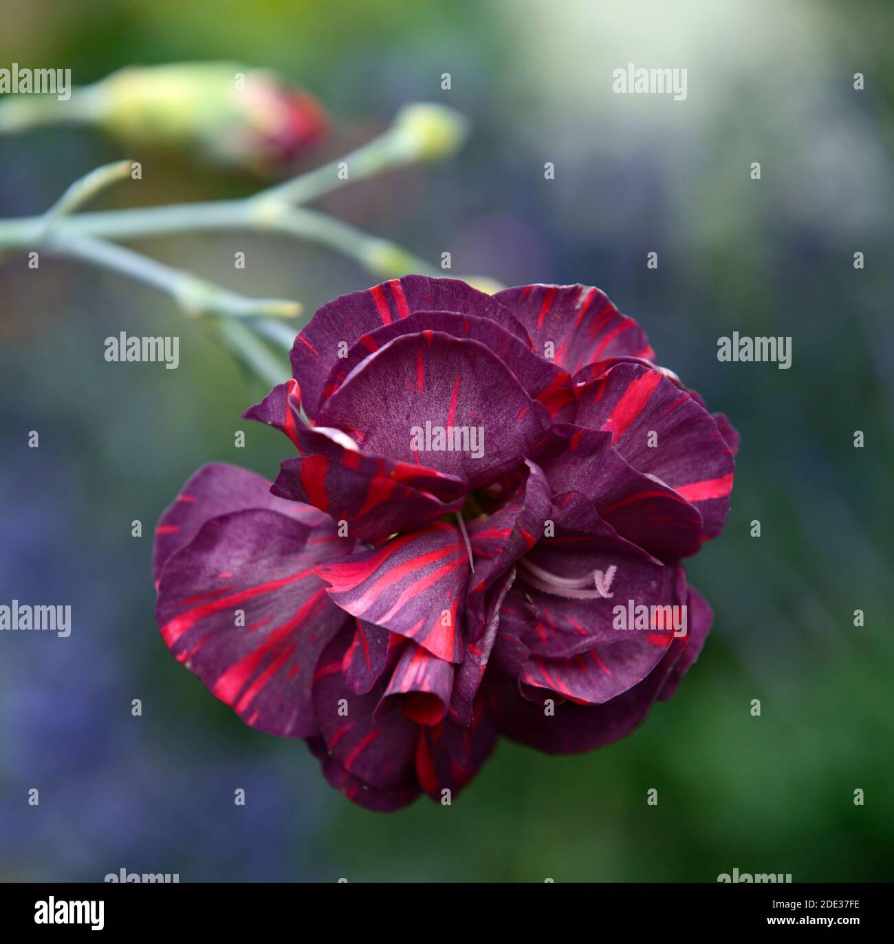 Dianthus caryophyllus Chomley Farran,Chomley Ferran Carnation,Bizarres ...