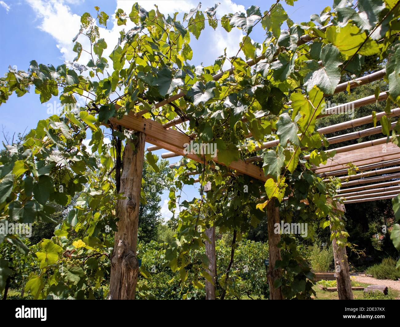 the branches of grapes on wooden columns Stock Photo - Alamy