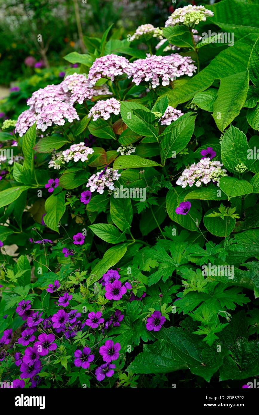 Hydrangea x macrophylla hi-res stock photography and images - Alamy